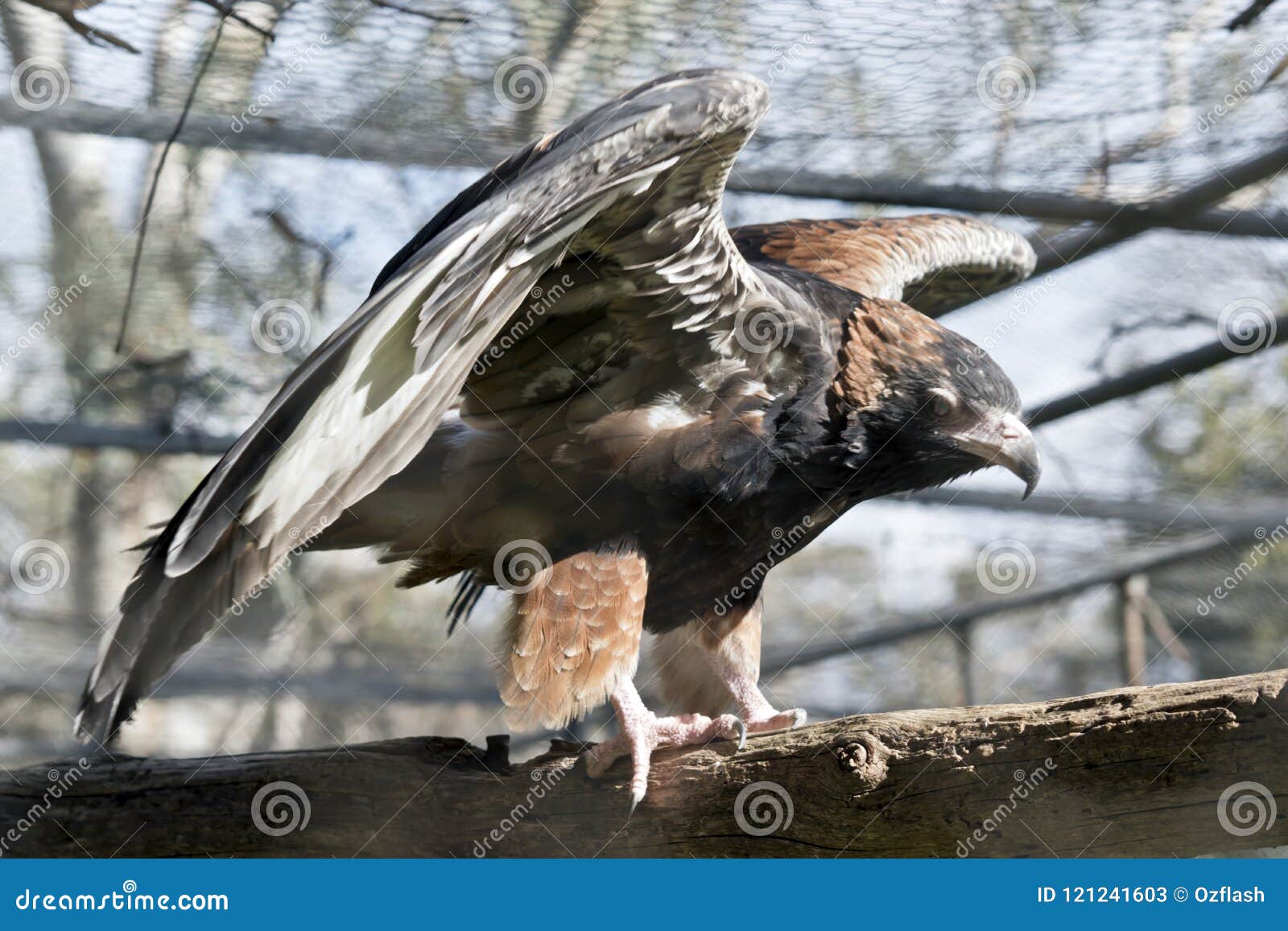 Black breasted buzzard stock image. Image of beak, feathers - 121241603