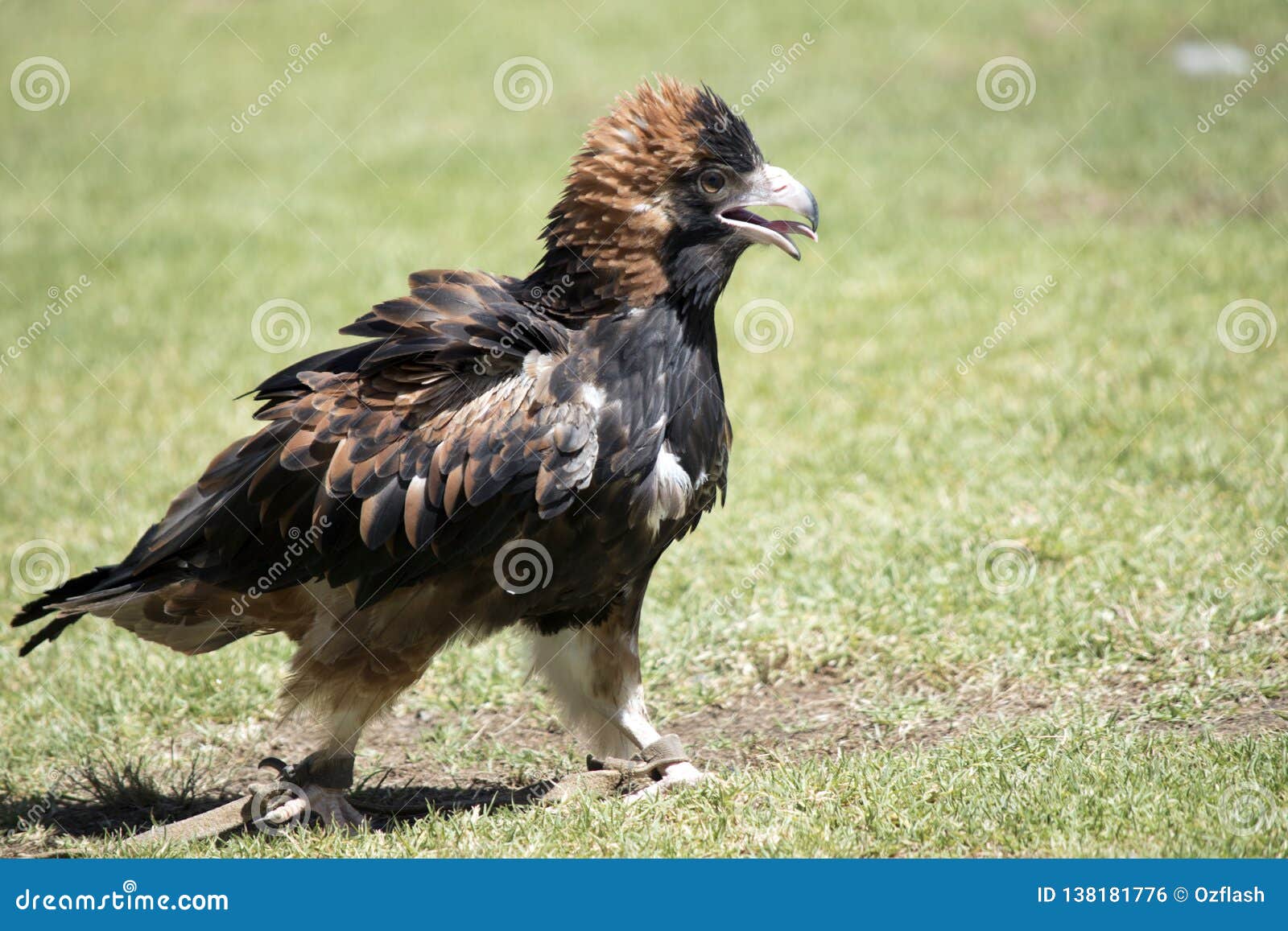 Black breasted buzzard stock photo. Image of australia - 138181776