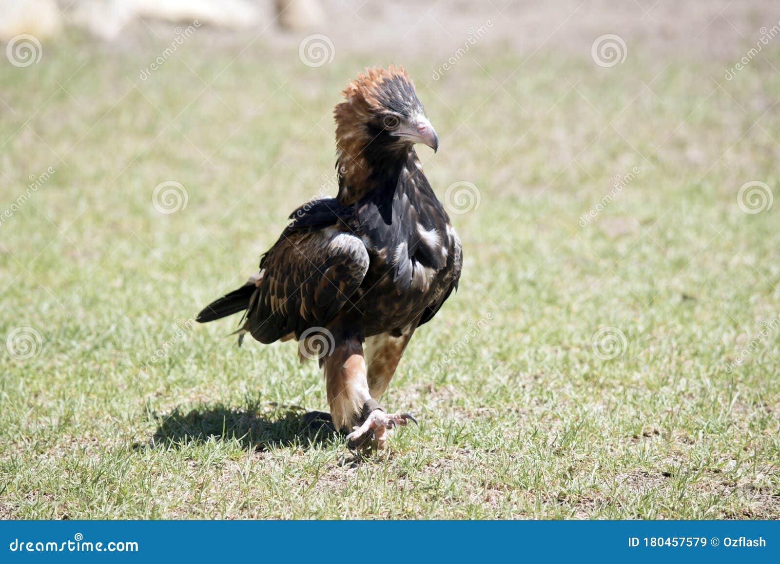 The Black Breasted Buzzard is Walking on the Grass Stock Image - Image ...