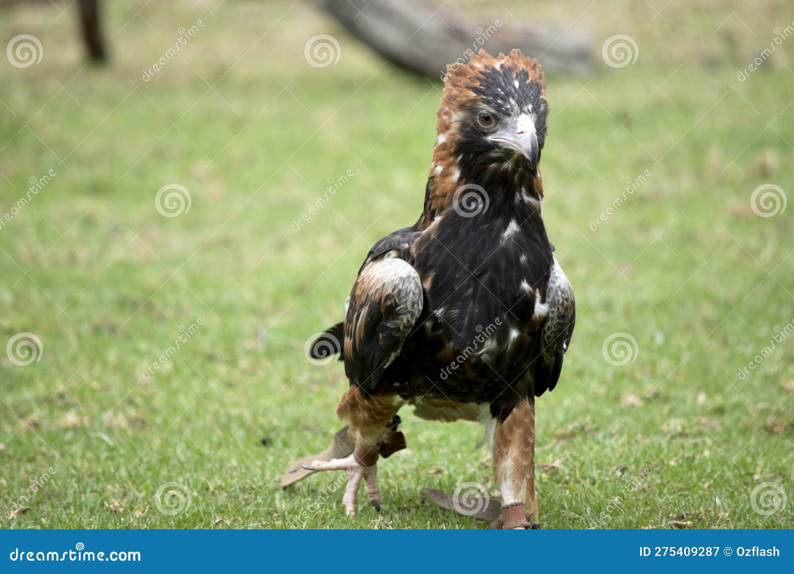The Black Breasted Buzzard is Walking on Grass Stock Image - Image of ...