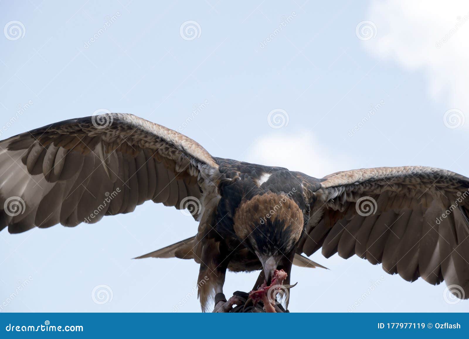 This is a Black Breated Buzzard Feeding Stock Image - Image of eagle ...