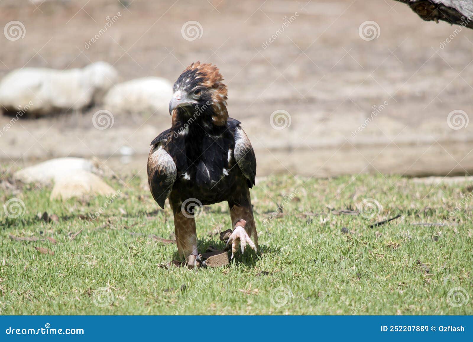 The Black Breated Buzzard is Walking on the Grass Stock Image - Image ...
