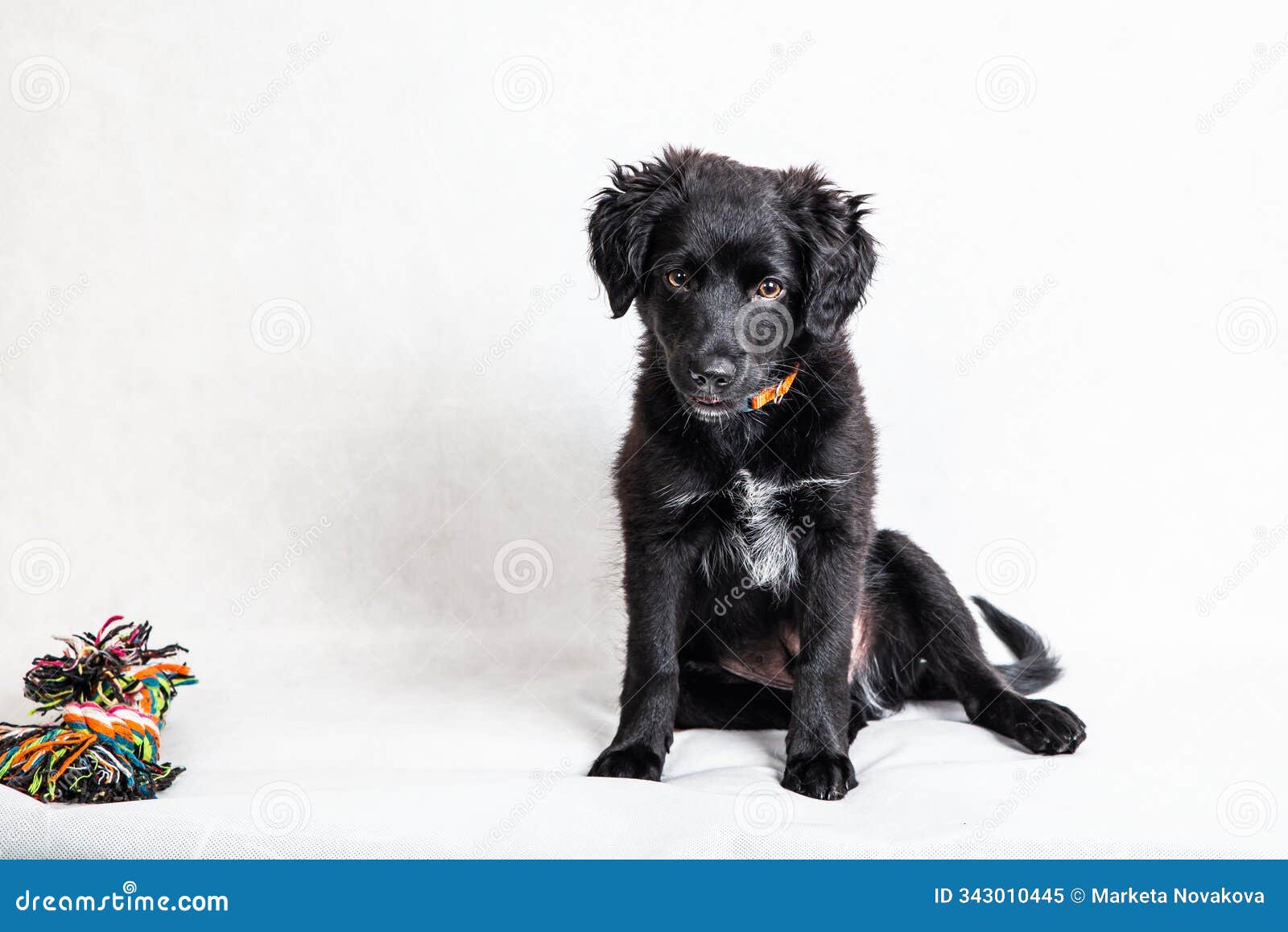 Black And Tan Dog Breed Dachshund Sit At The Door With A Leash And ...