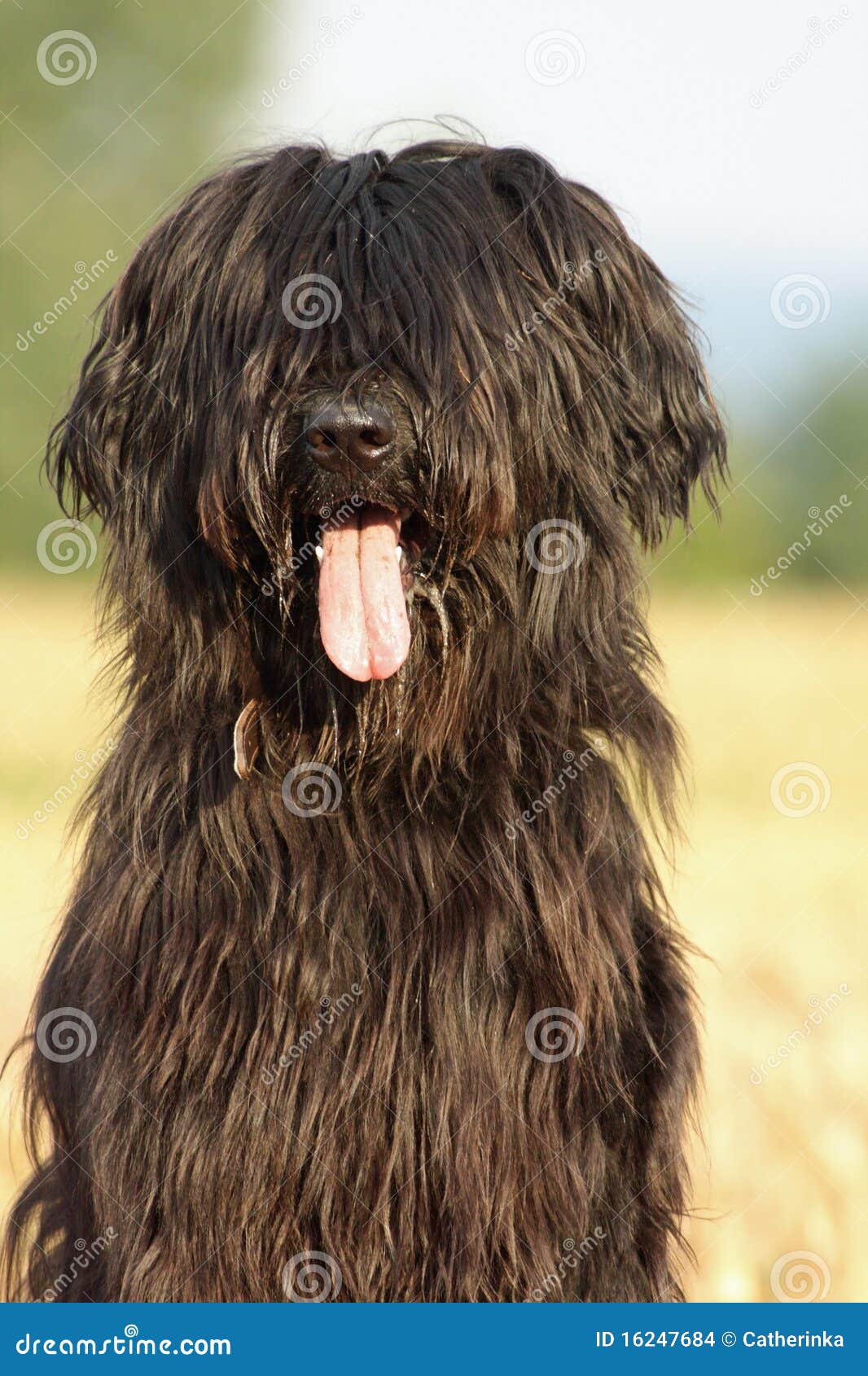 Black briard stock photo. Image of shepherd, briard, sheepdog - 16247684