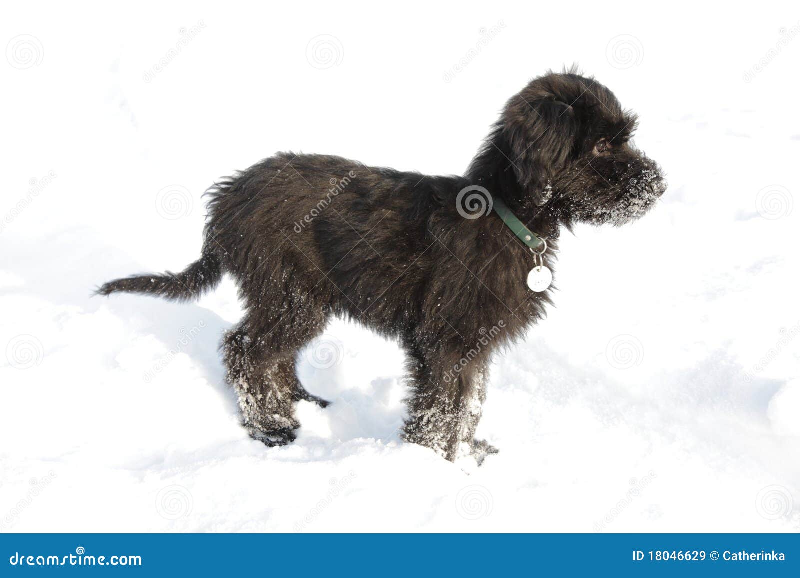 Briard Poodle Mix