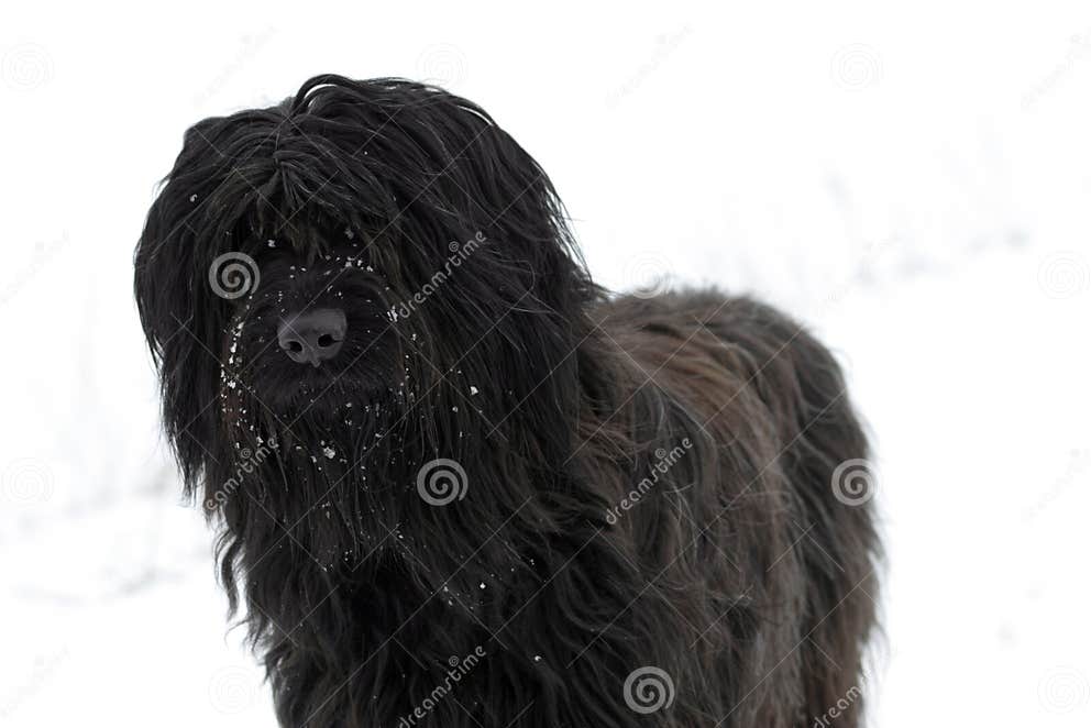 Black Briard Dog stock photo. Image of doggish, dogs - 10917204
