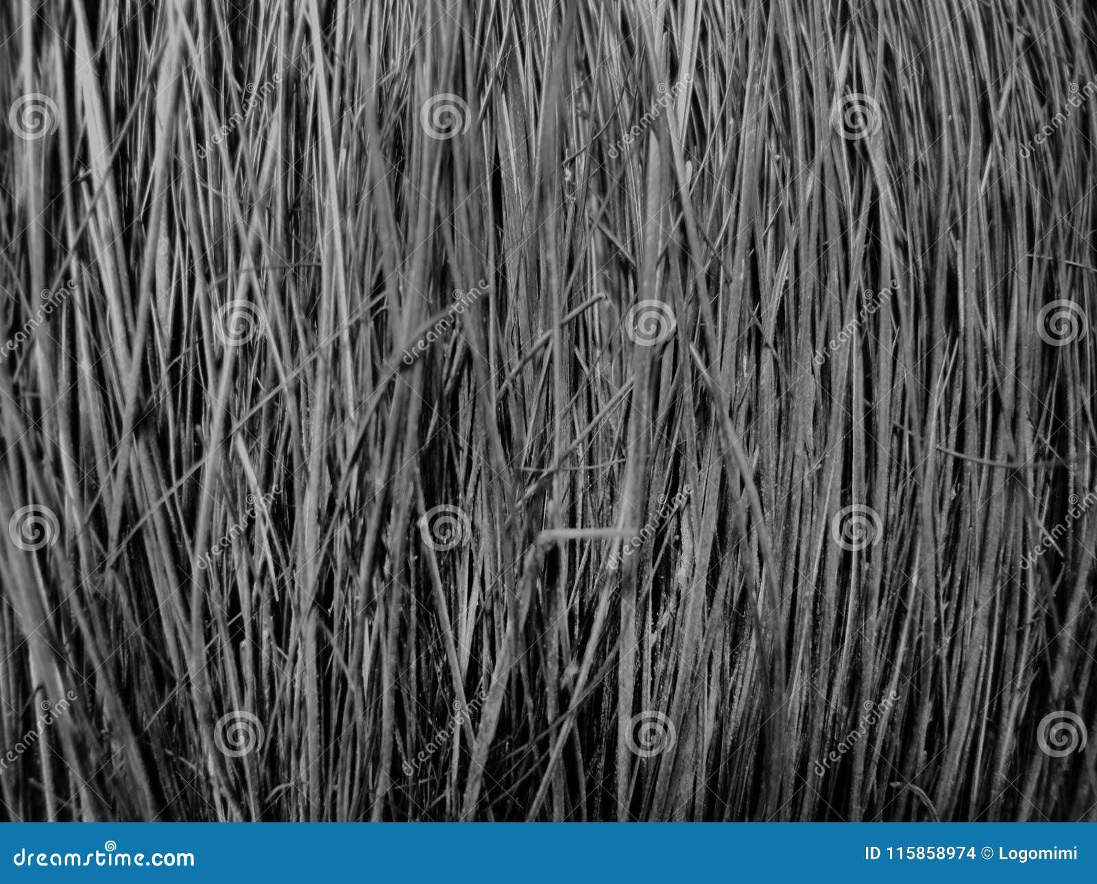 Black broom texture stock photo. Image of isolated, broom - 115858974