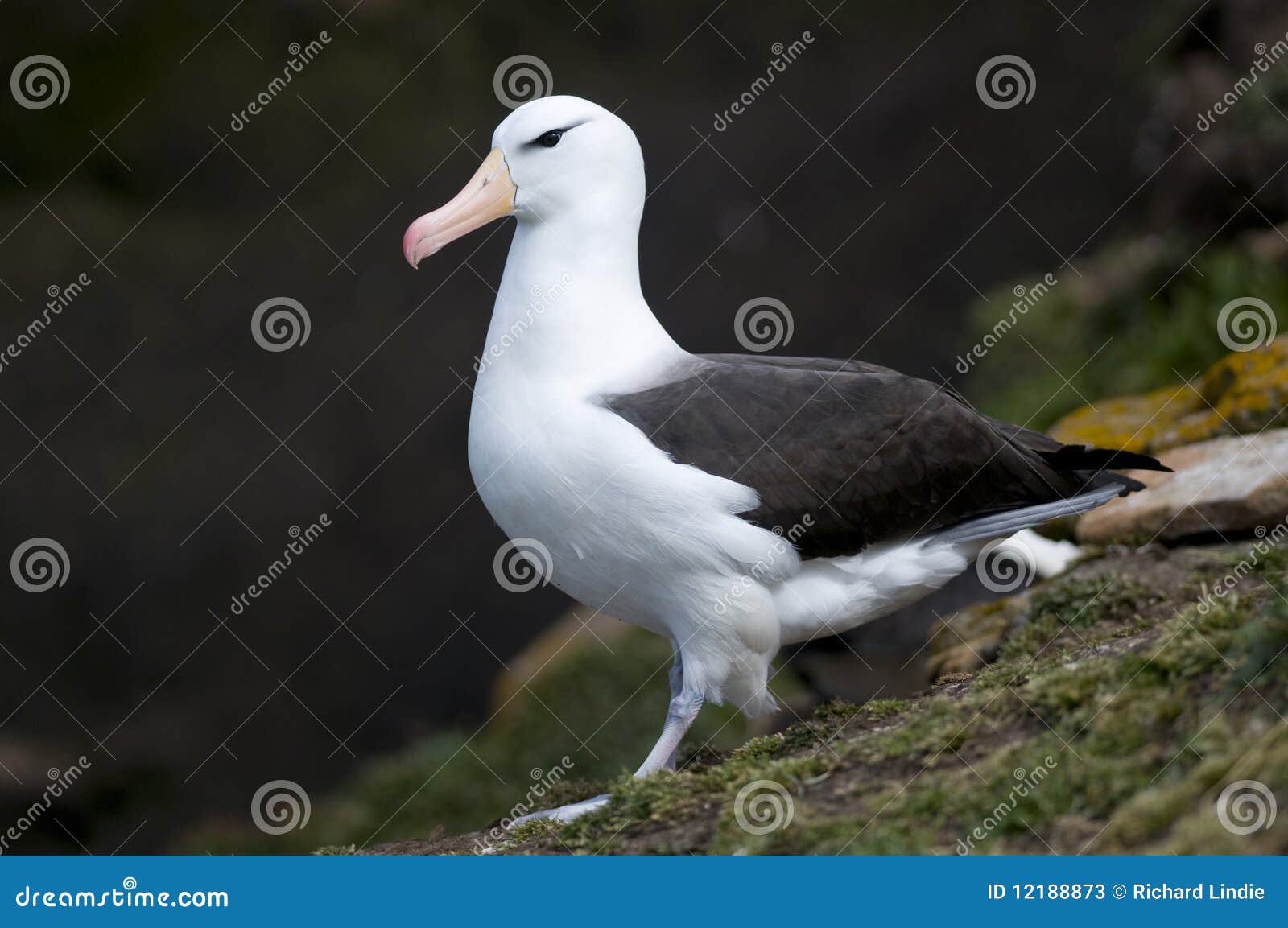 Black-browed Albatross (Thalassarche Melanophrys) Royalty-Free Stock ...