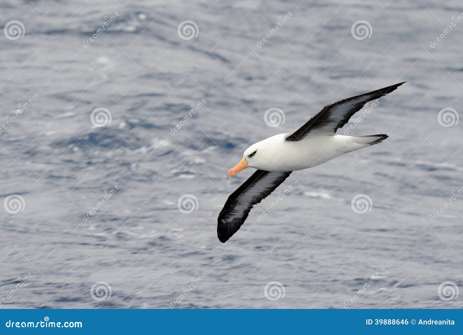 Black-browed Albatross stock photo. Image of animals - 39888646