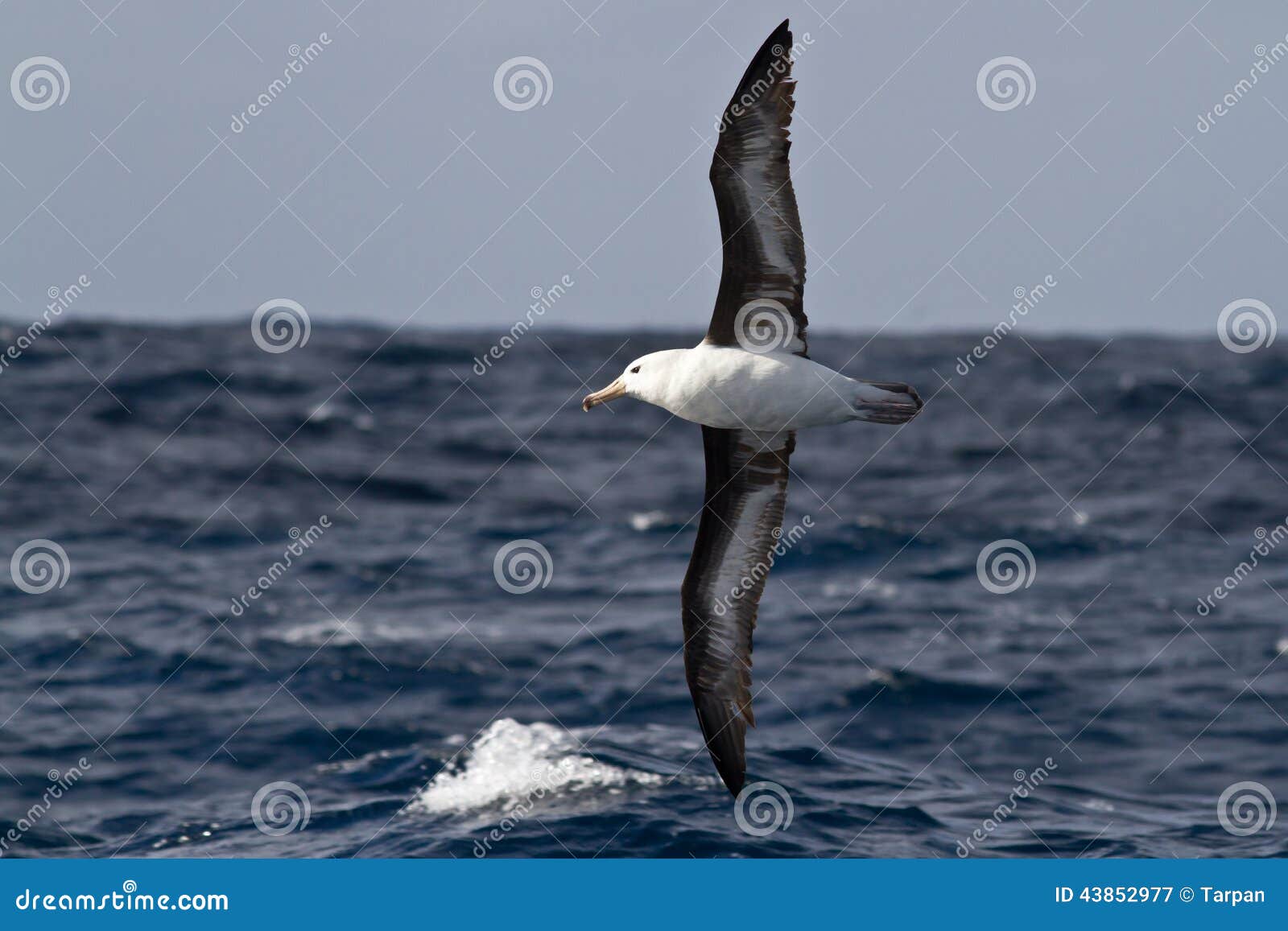 Black-browed Albatross Flying Over the Waves of the Atlantic Stock ...