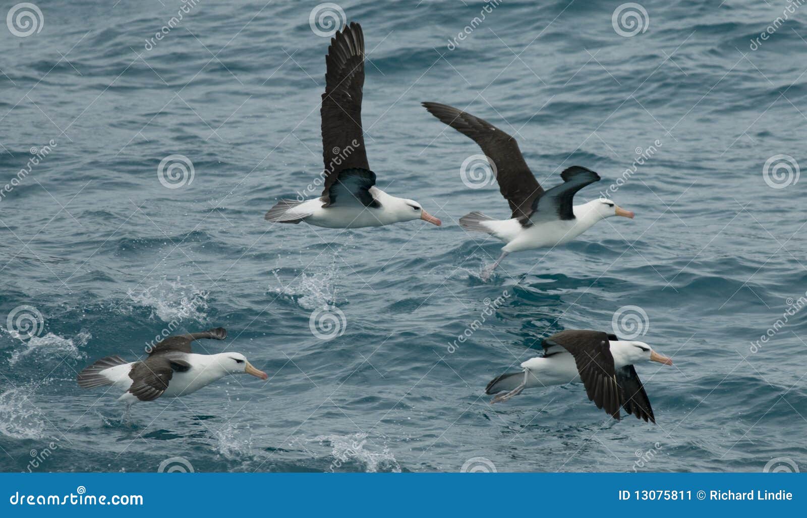 Black-browed Albatross Group Stock Image - Image of pelagic, seabird ...