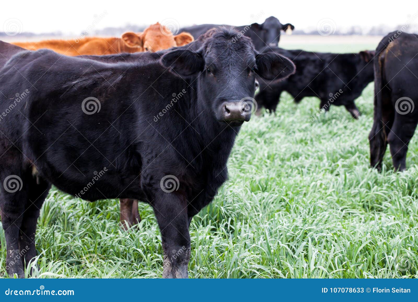 Black and Brown Angus Cattle on a Farm/ranch Stock Image - Image of ...