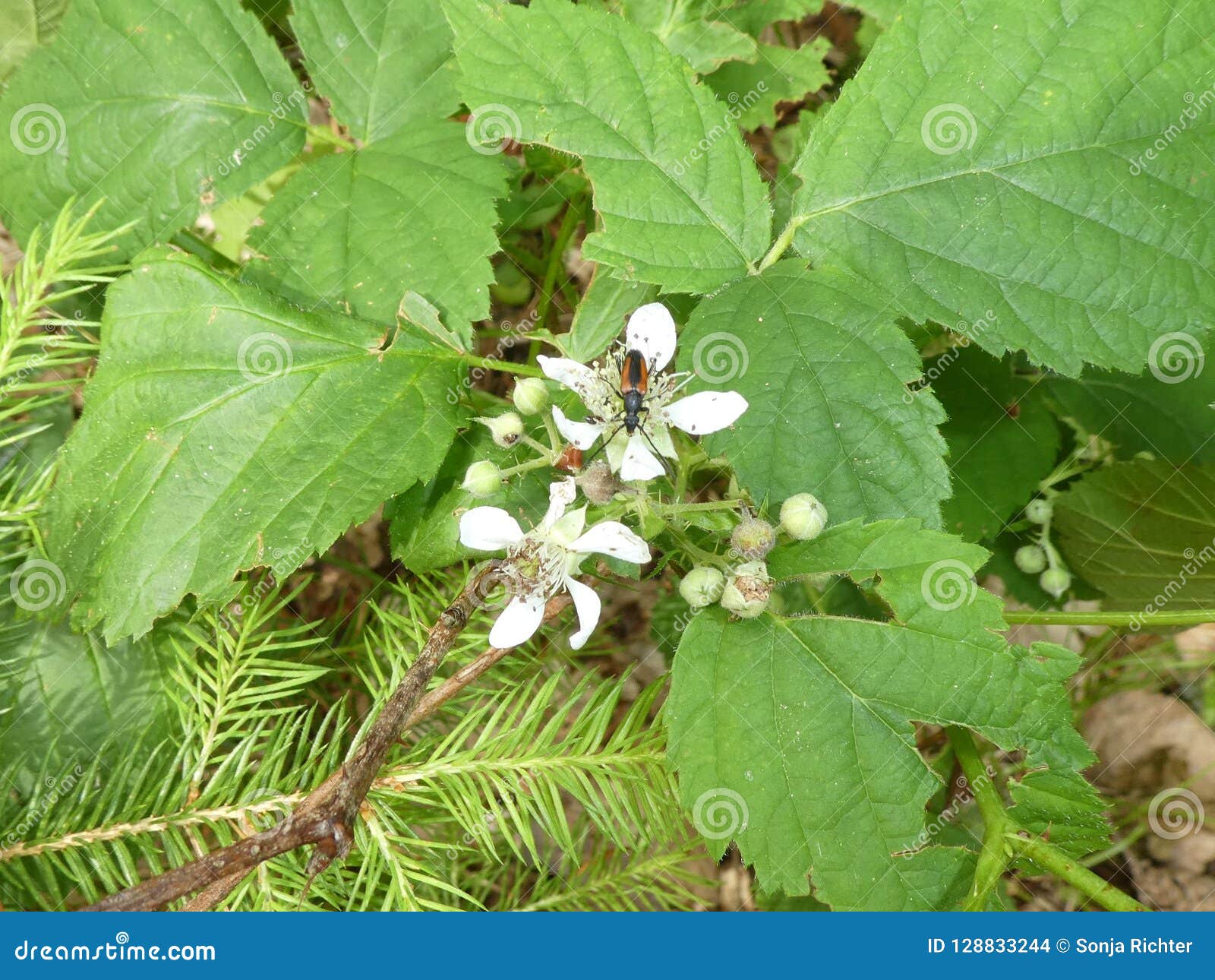Black Brown Beetle on the White Blossom of a Blackberry Bush Stock ...