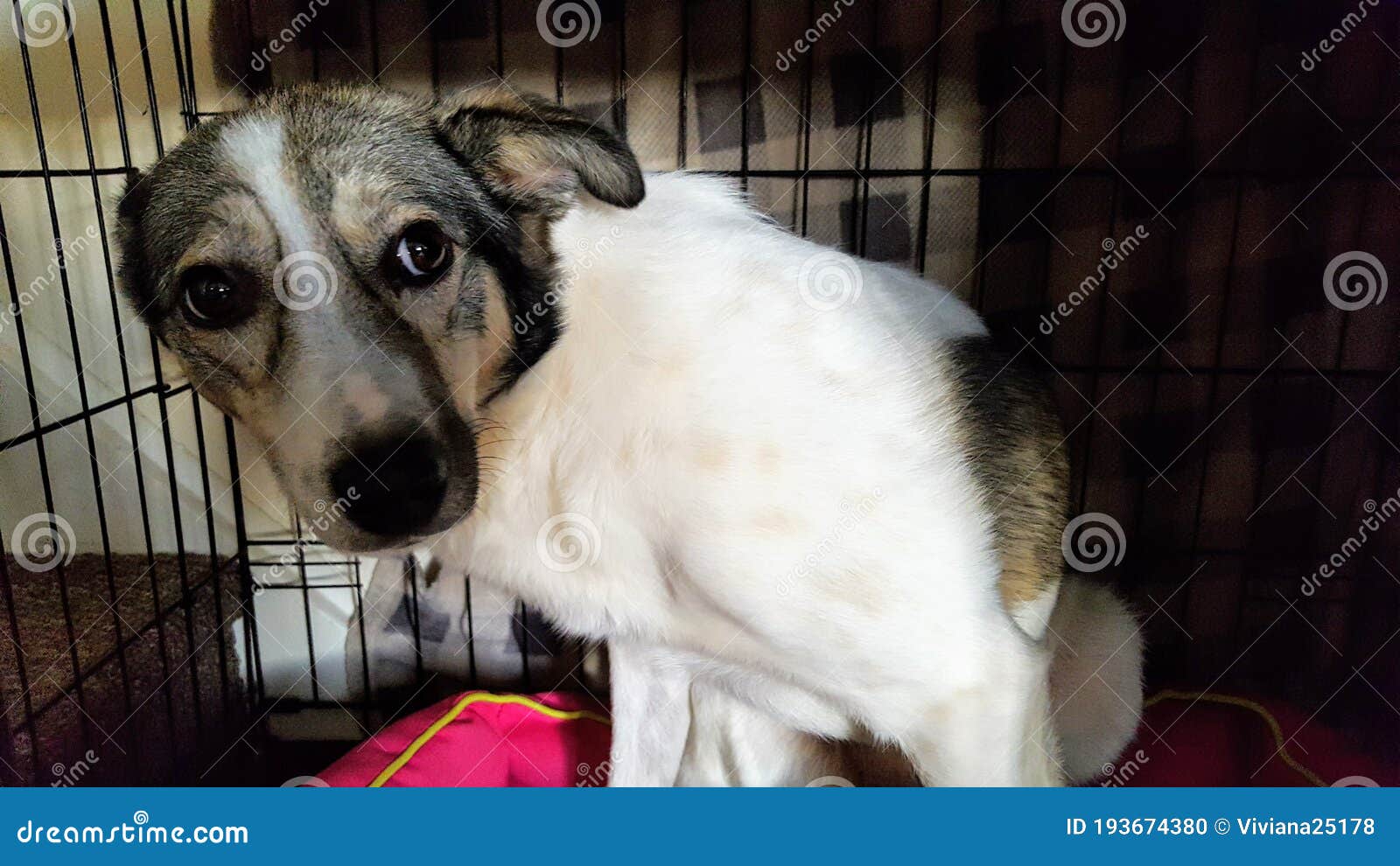 A scared dog on a cage stock photo. Image of nose, fear - 193674380