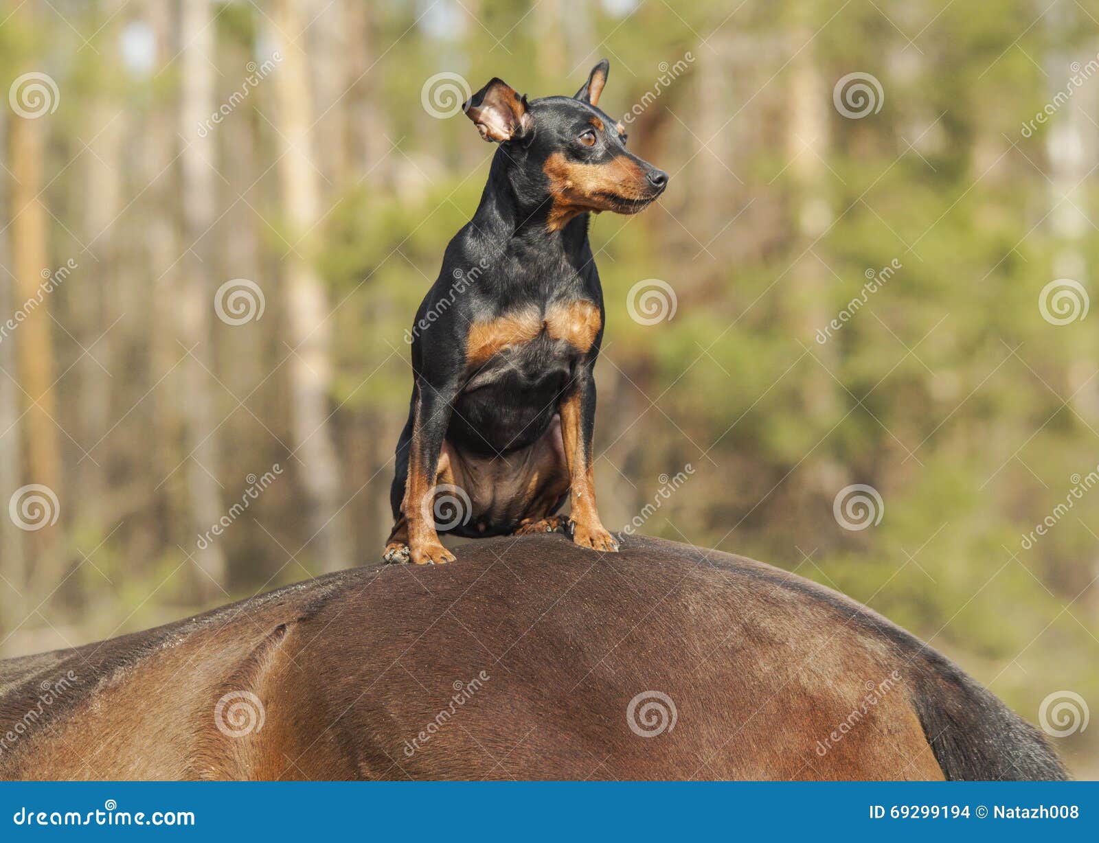 Black Brown Dog Sitting on the Back of a Red Horse Stock Photo - Image ... Black Brown Dog Sitting on the Back of a Red Horse Stock Photo - Image ...
