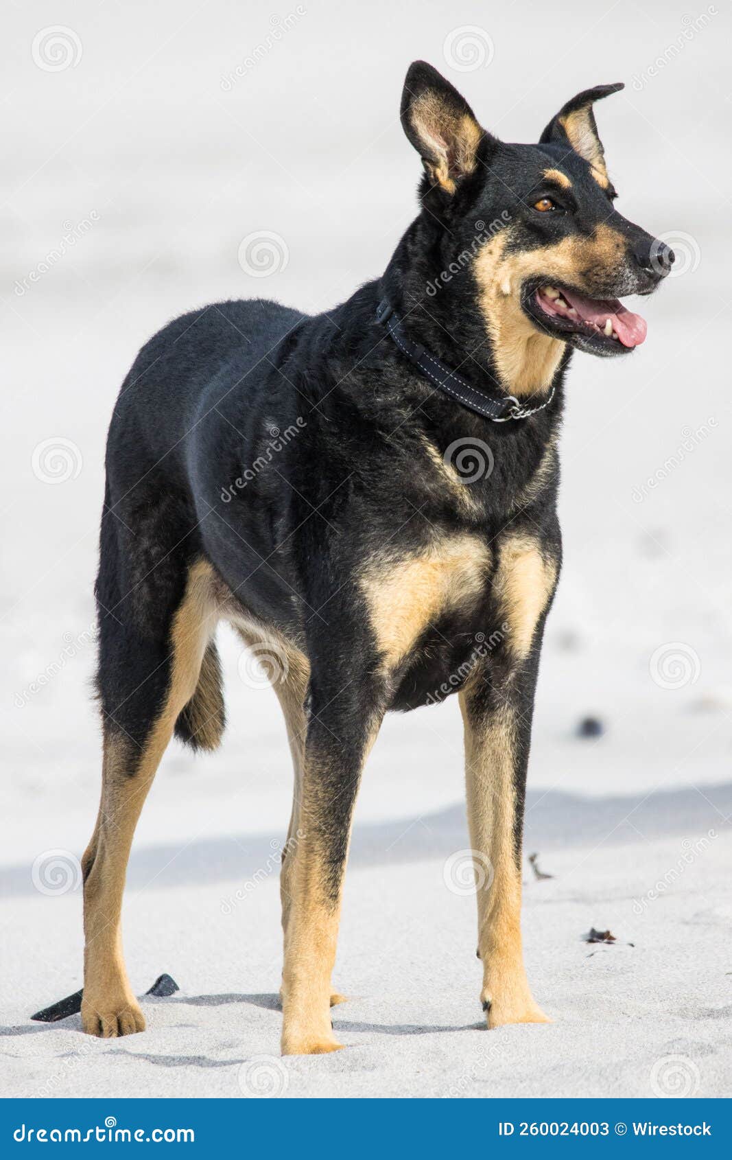 Black and Brown Dog Standing on Sandy Ground Stock Image - Image of ...