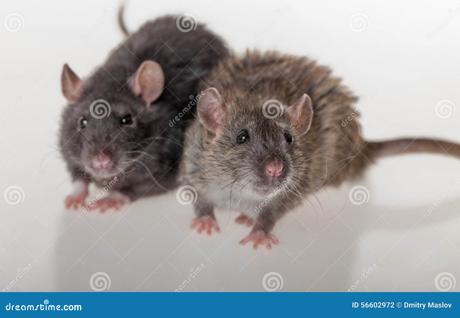 Black and Brown Domestic Rats Stock Photo - Image of hair, studio: 56602972