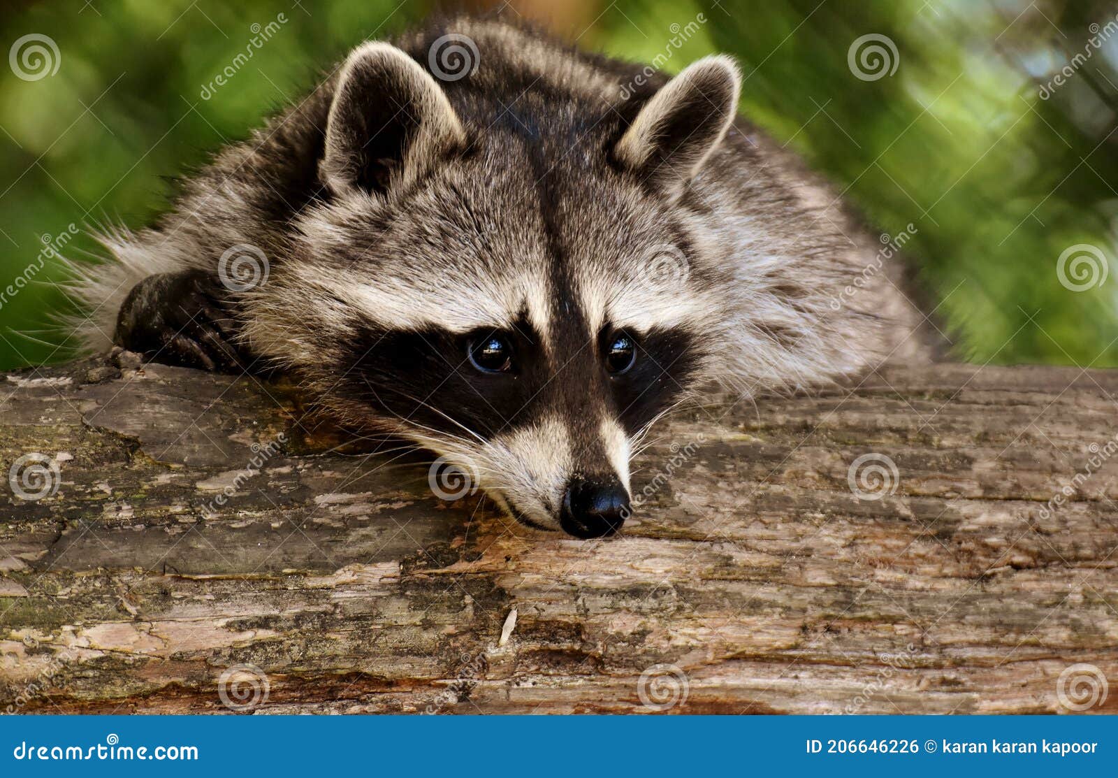 Black and Brown Raccoon on Tree Stock Photo - Image of curiosity ...