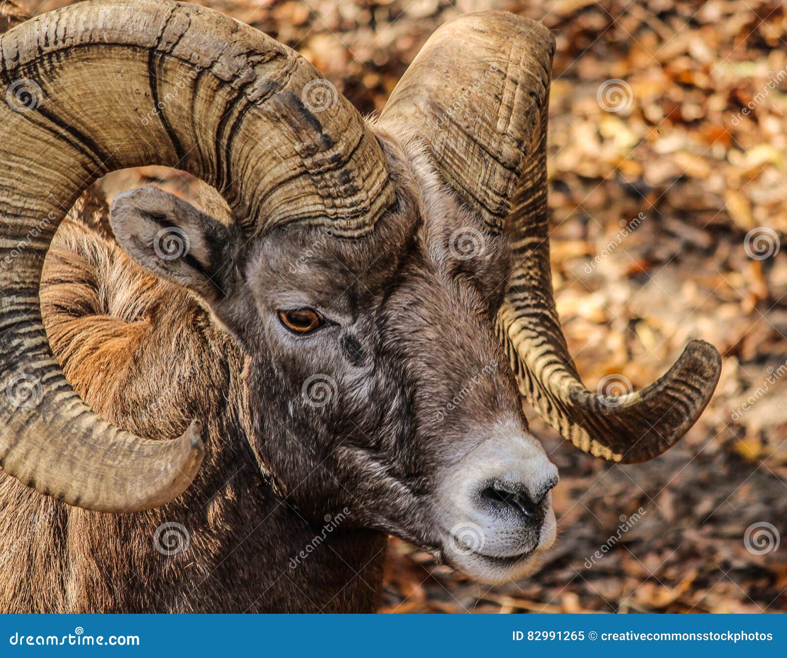 Black And Brown Ram Animal Picture. Image: 82991265