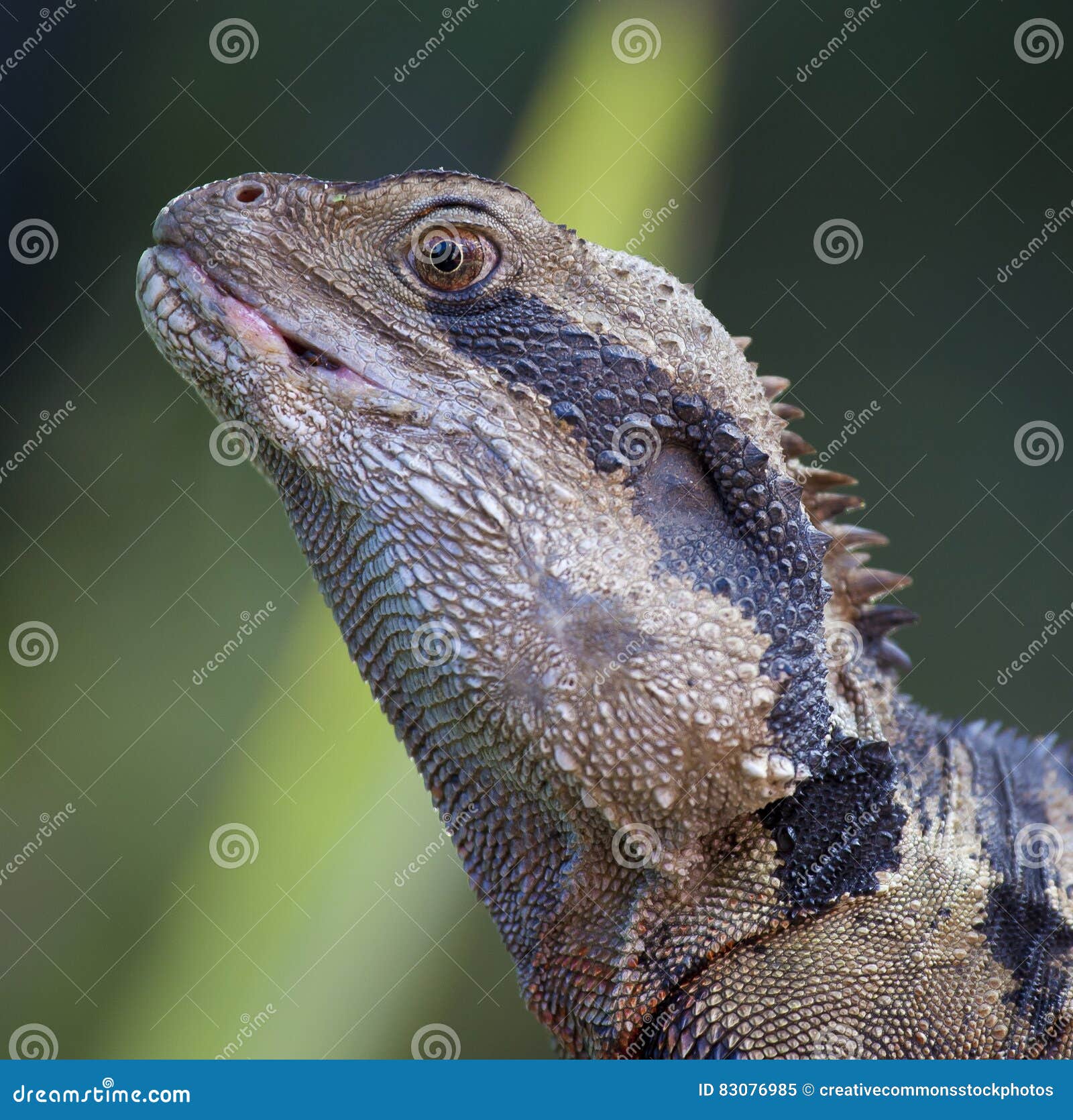 Black And Brown Spiky Lizard Picture. Image: 83076985