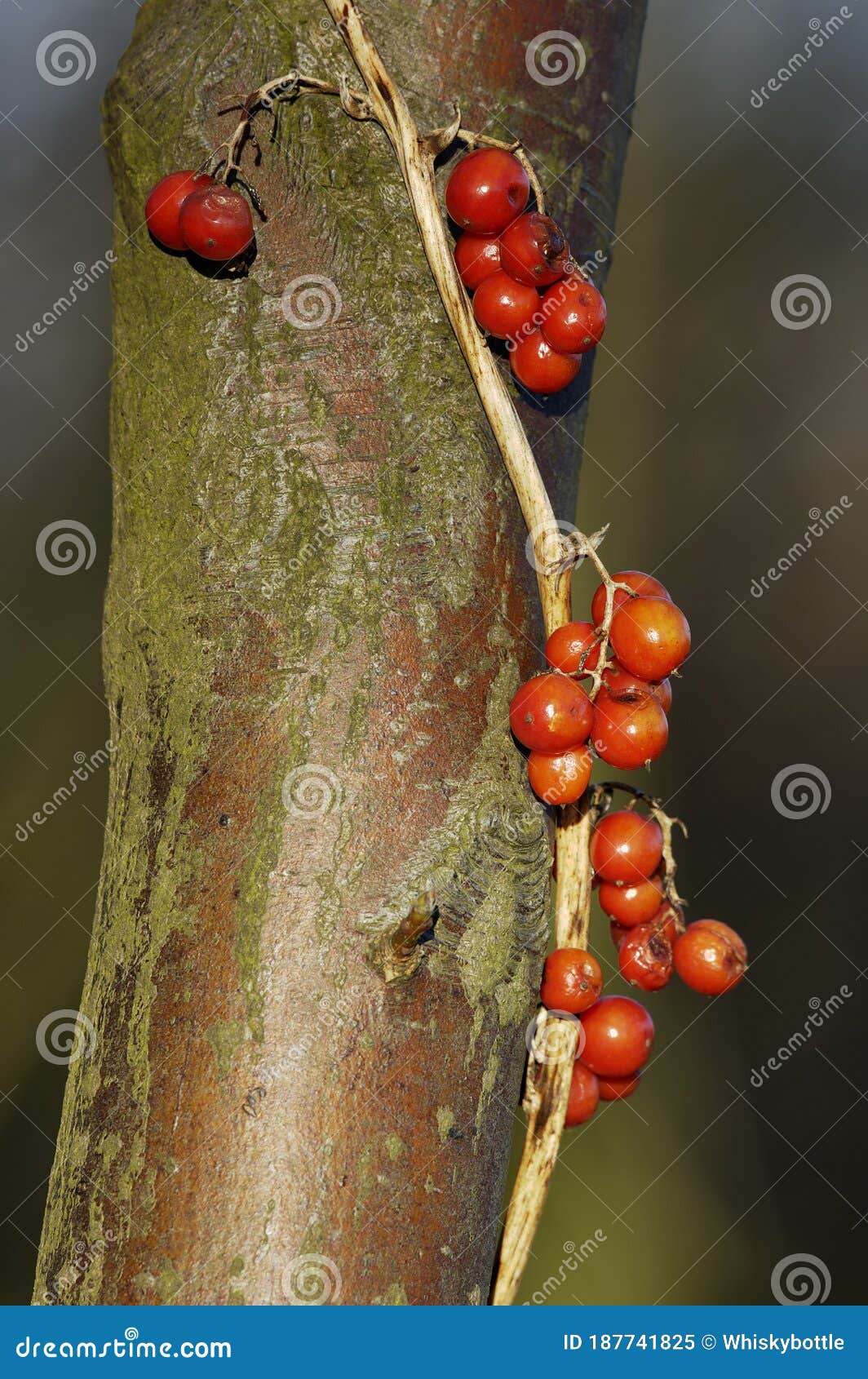 Black Bryony Berries stock image. Image of communis - 187741825