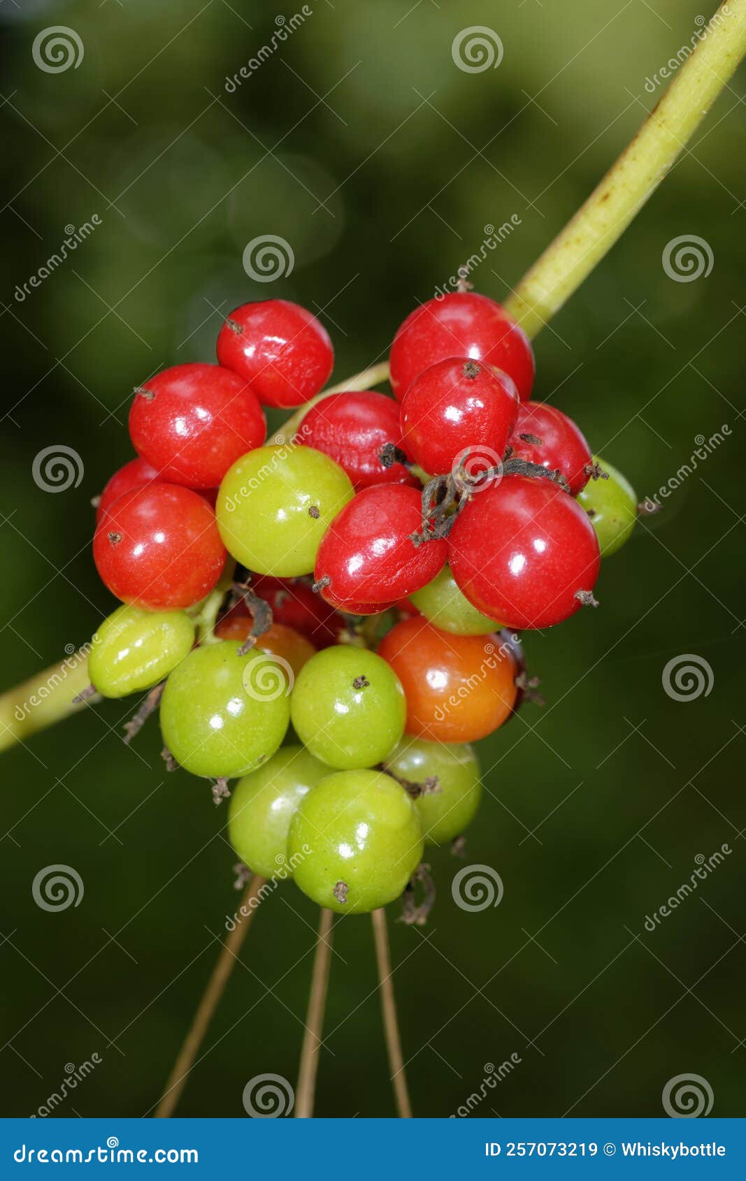 Black Bryony Berries stock image. Image of flora, fruit - 257073219