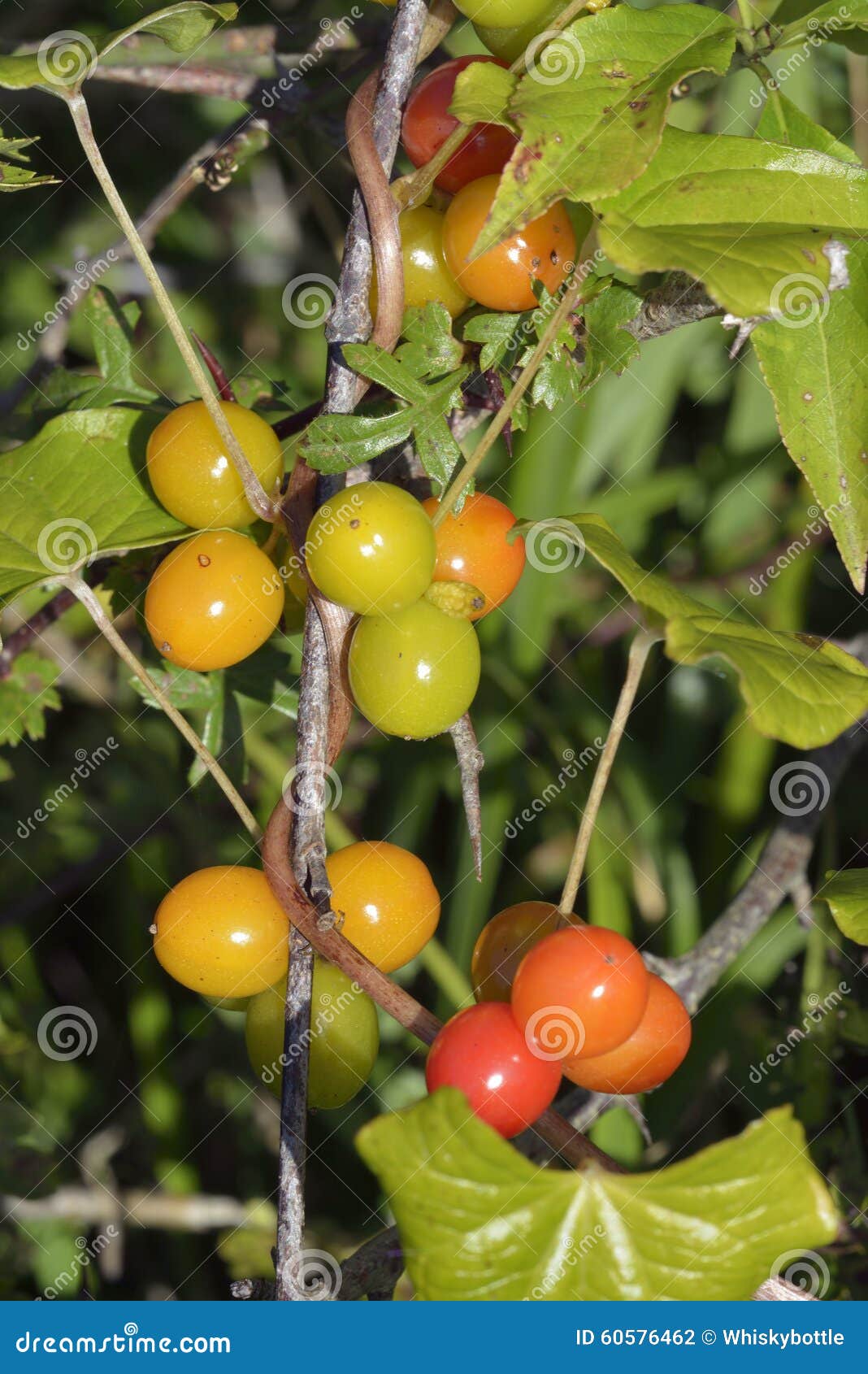 Black Bryony Berries stock photo. Image of britain, vertical - 60576462
