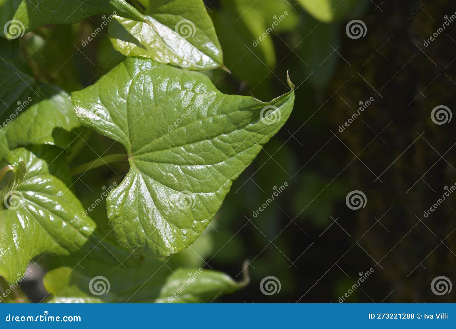 Black bryony stock photo. Image of dioscorea, seal, close - 273221288