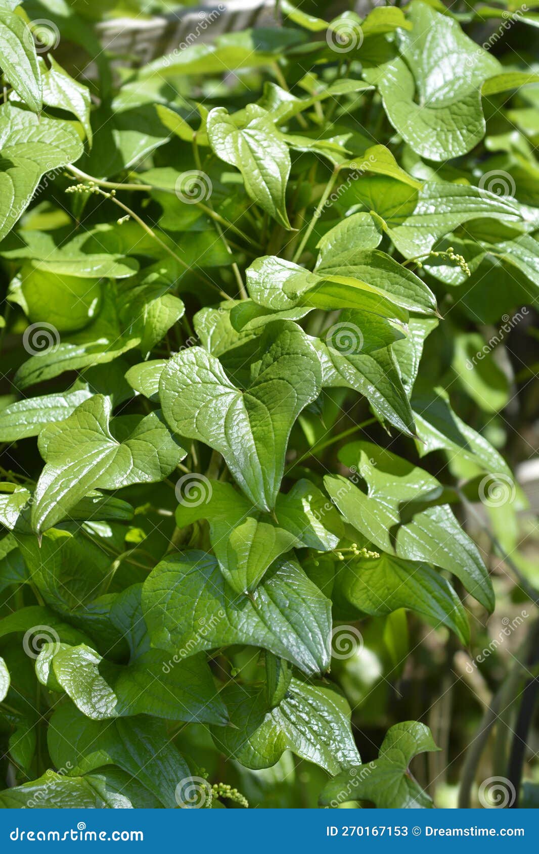 Black bryony stock image. Image of bindweed, green, bryony - 270167153