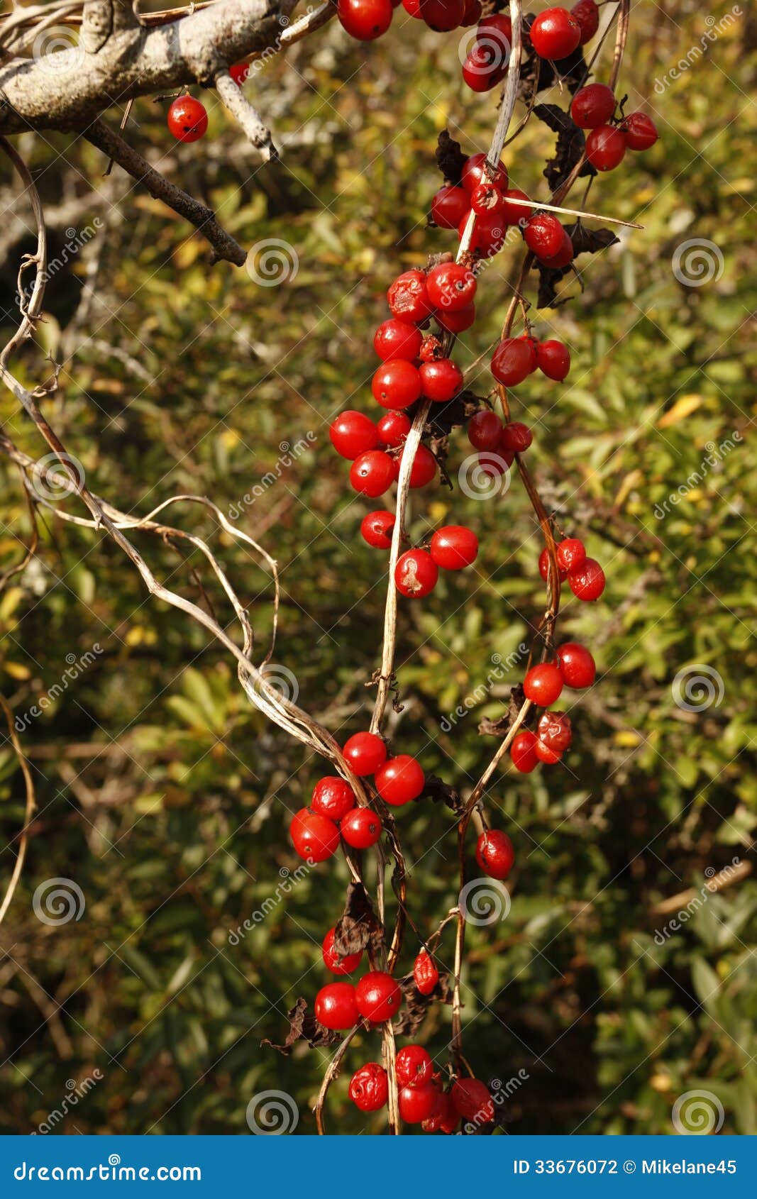 Black Bryony,Tamus Communis Stock Photo - Image of black, bryony: 33676072