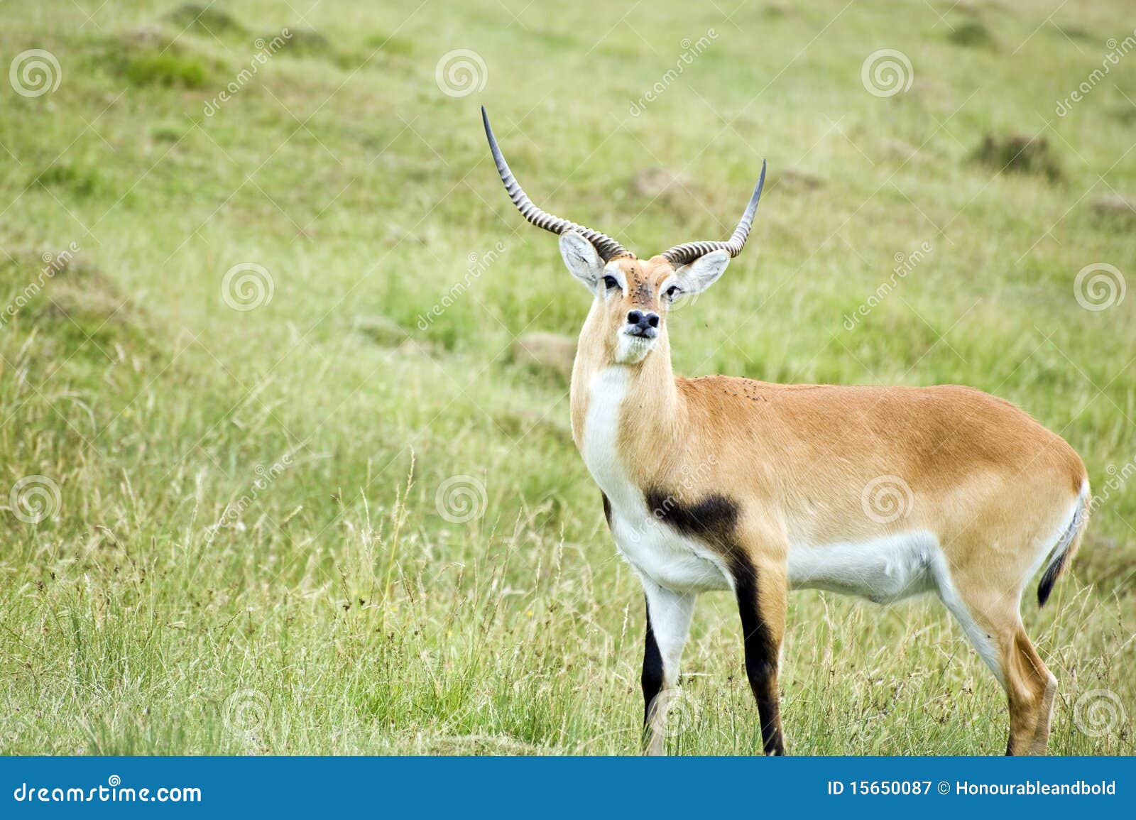 African Black Buck Antelope Stock Photos - Download 737 Royalty Free Photos