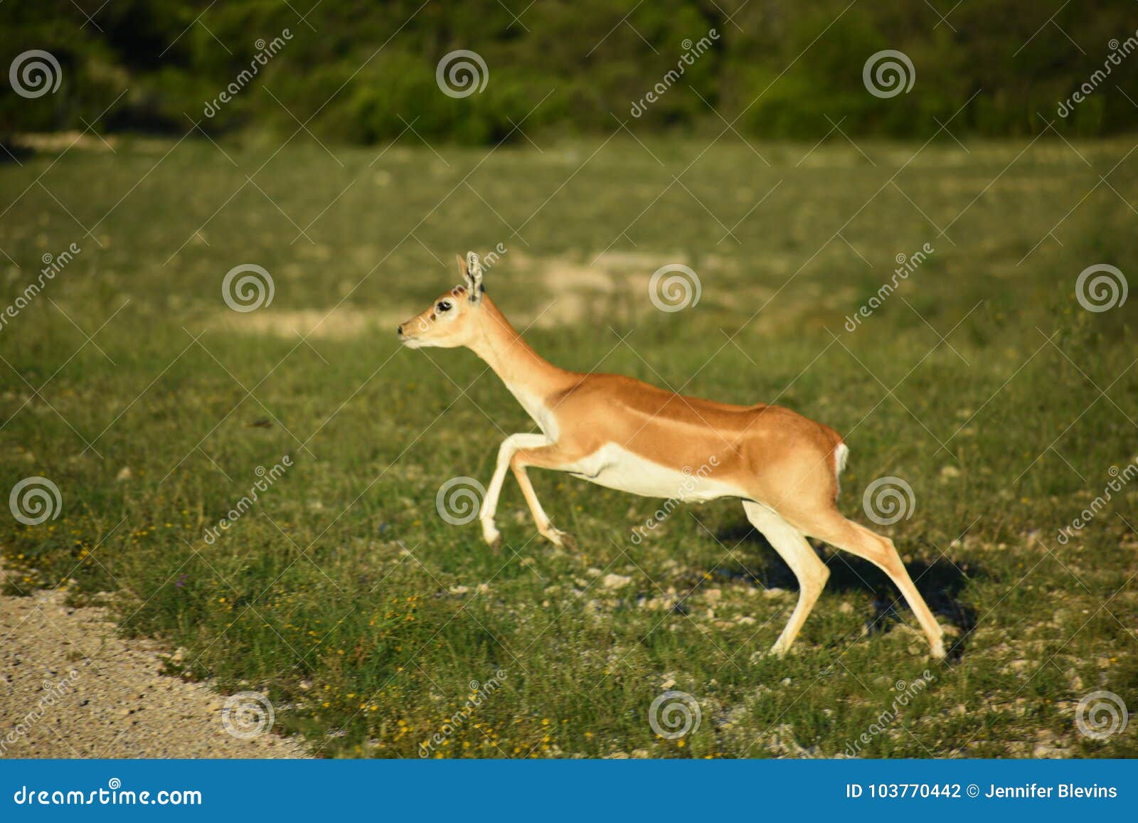 Black Buck Antelope Doe Running Stock Photo - Image of female, group ...