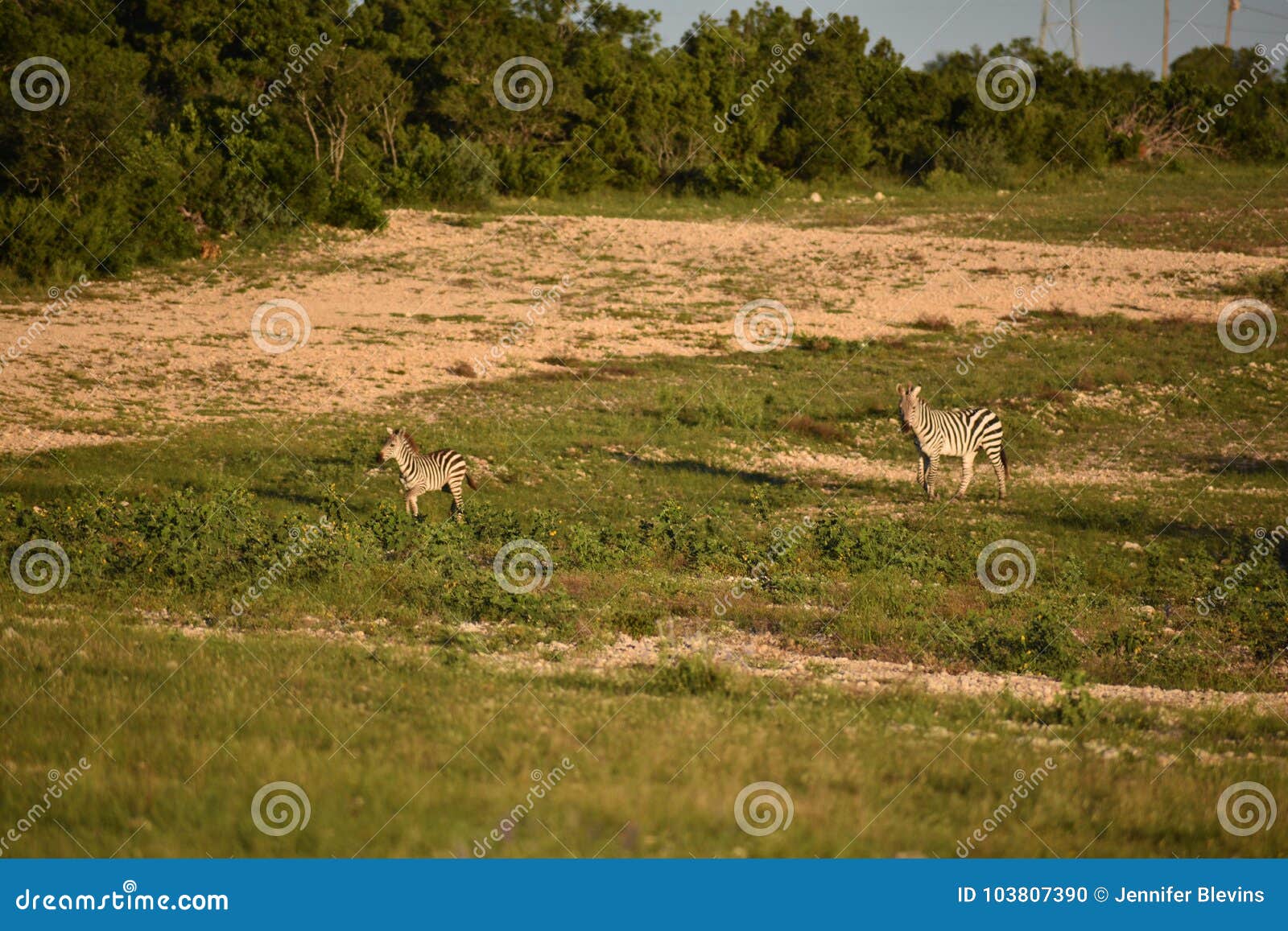 Black Buck Antelope Doe Running Stock Photo - Image of antelope, white ...