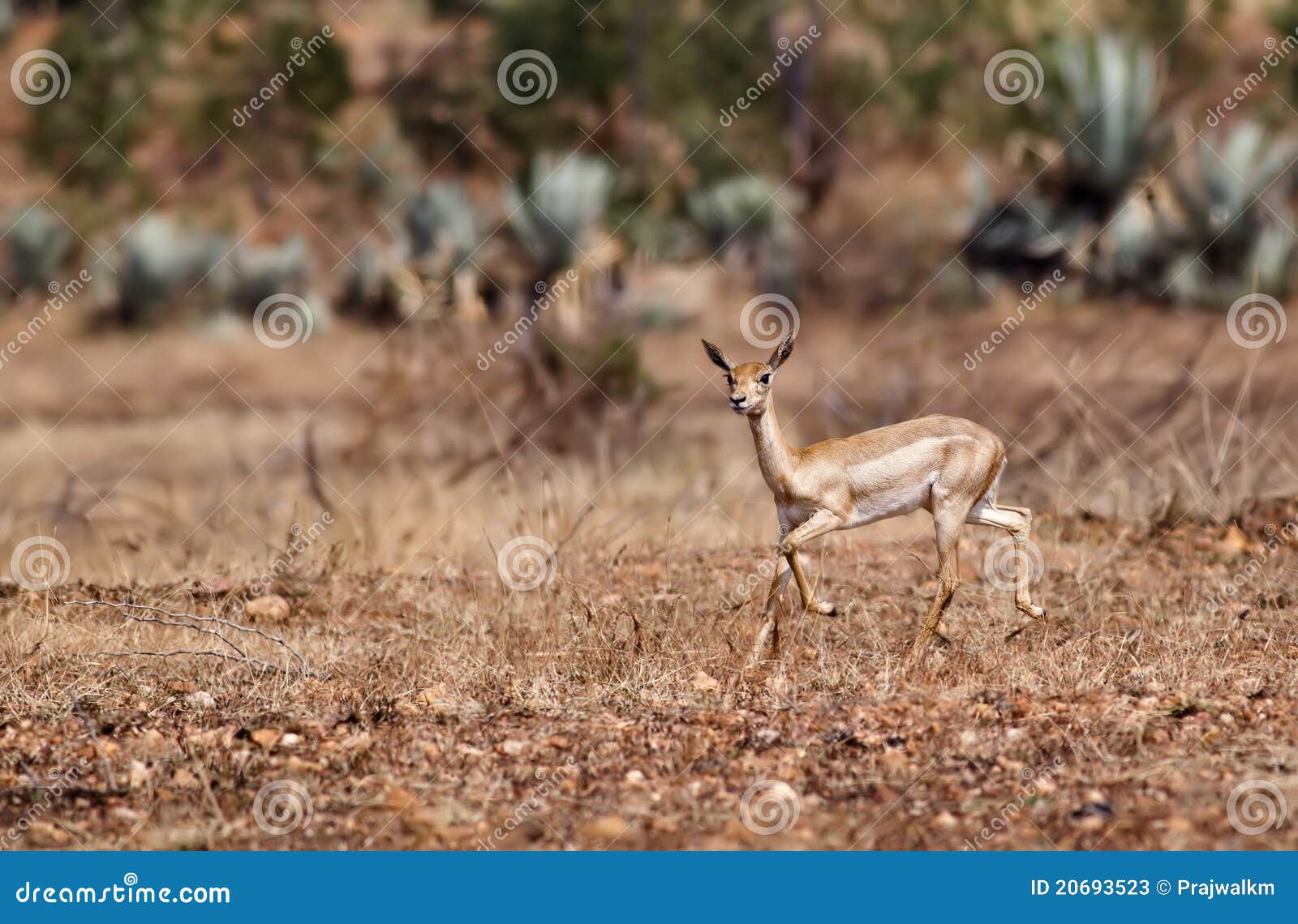 Black buck doe stock image. Image of buck, prey, gallop - 20693523