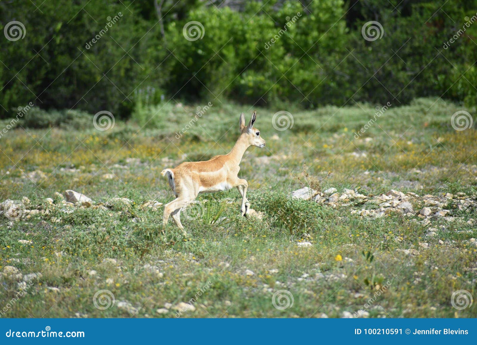 Black Buck Doe stock image. Image of exotic, wildlife - 100210591