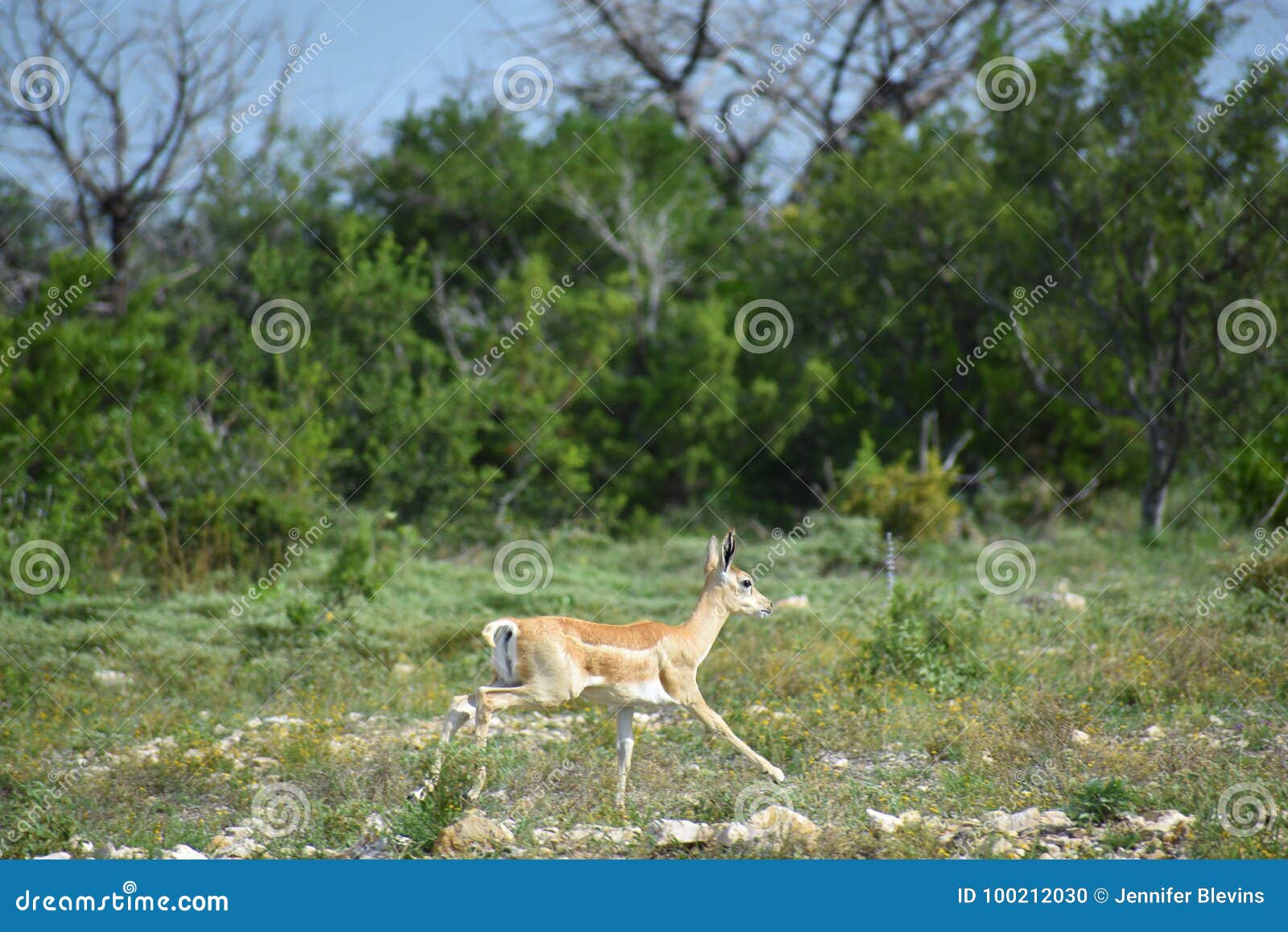 Black Buck Doe stock photo. Image of wildlife, animal - 100212030