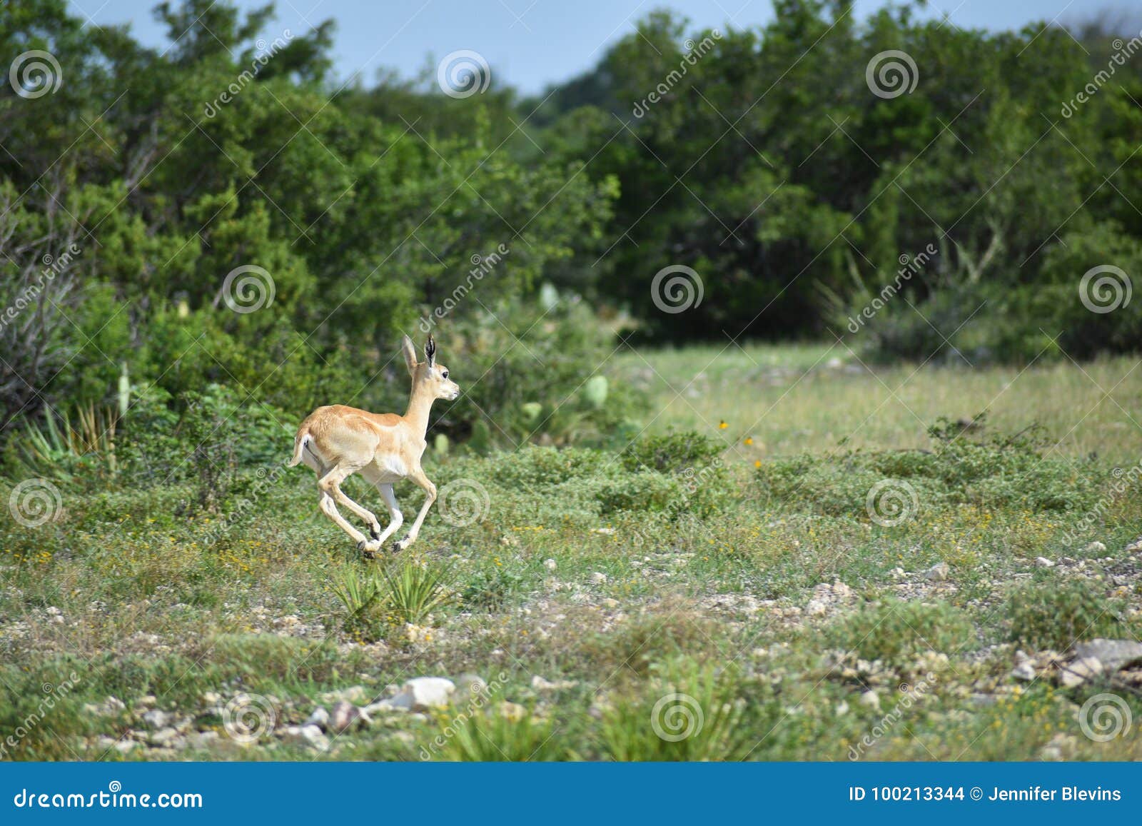 Black Buck Doe stock photo. Image of blackbuck, exotic - 100213344
