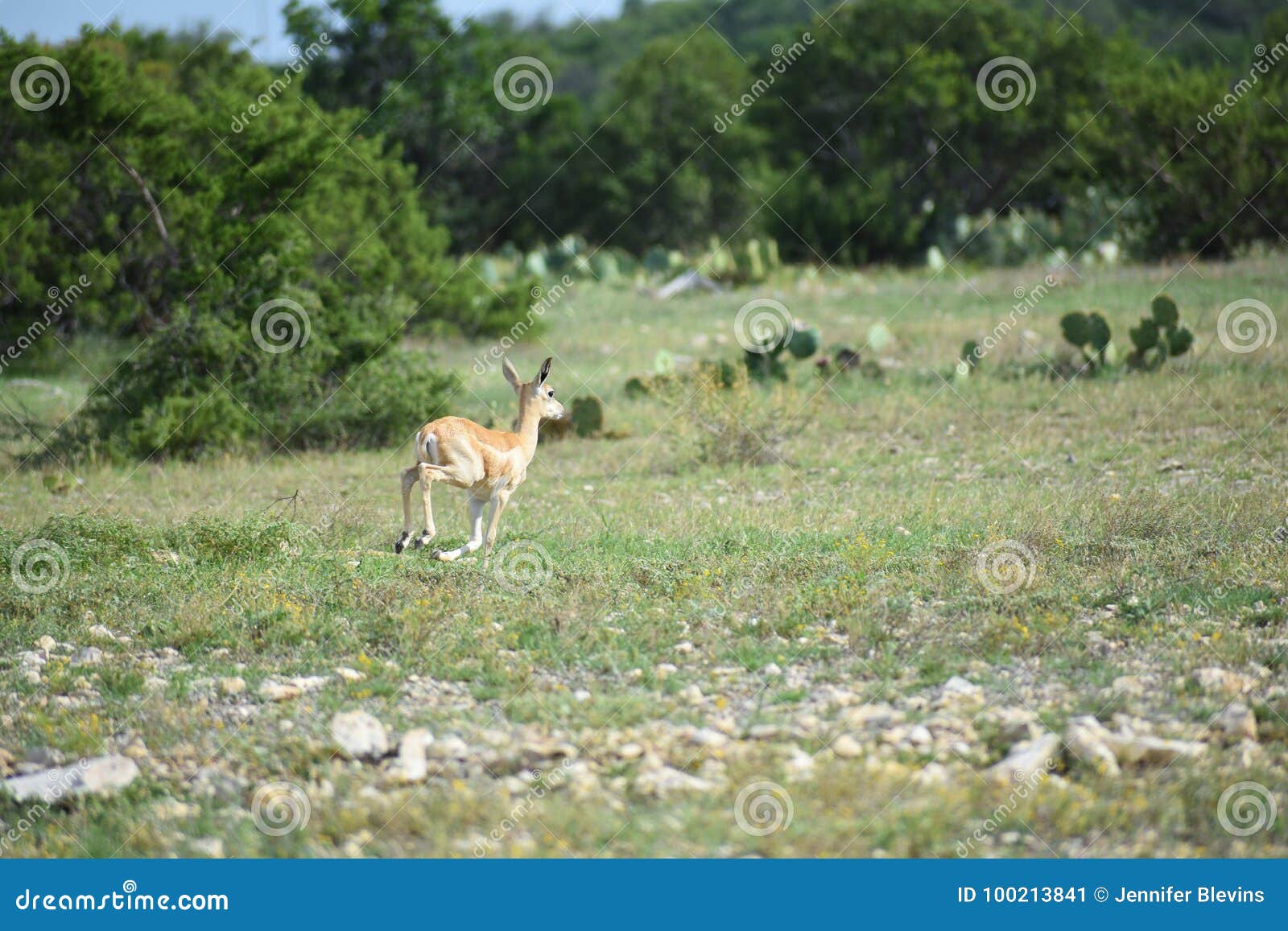 Black Buck Doe stock image. Image of running, endangered - 100213841