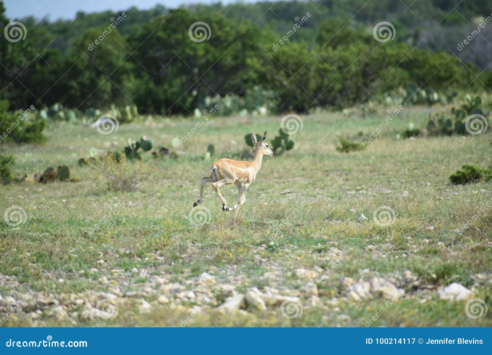 Black Buck Doe stock image. Image of wilderness, herbivore - 100214117