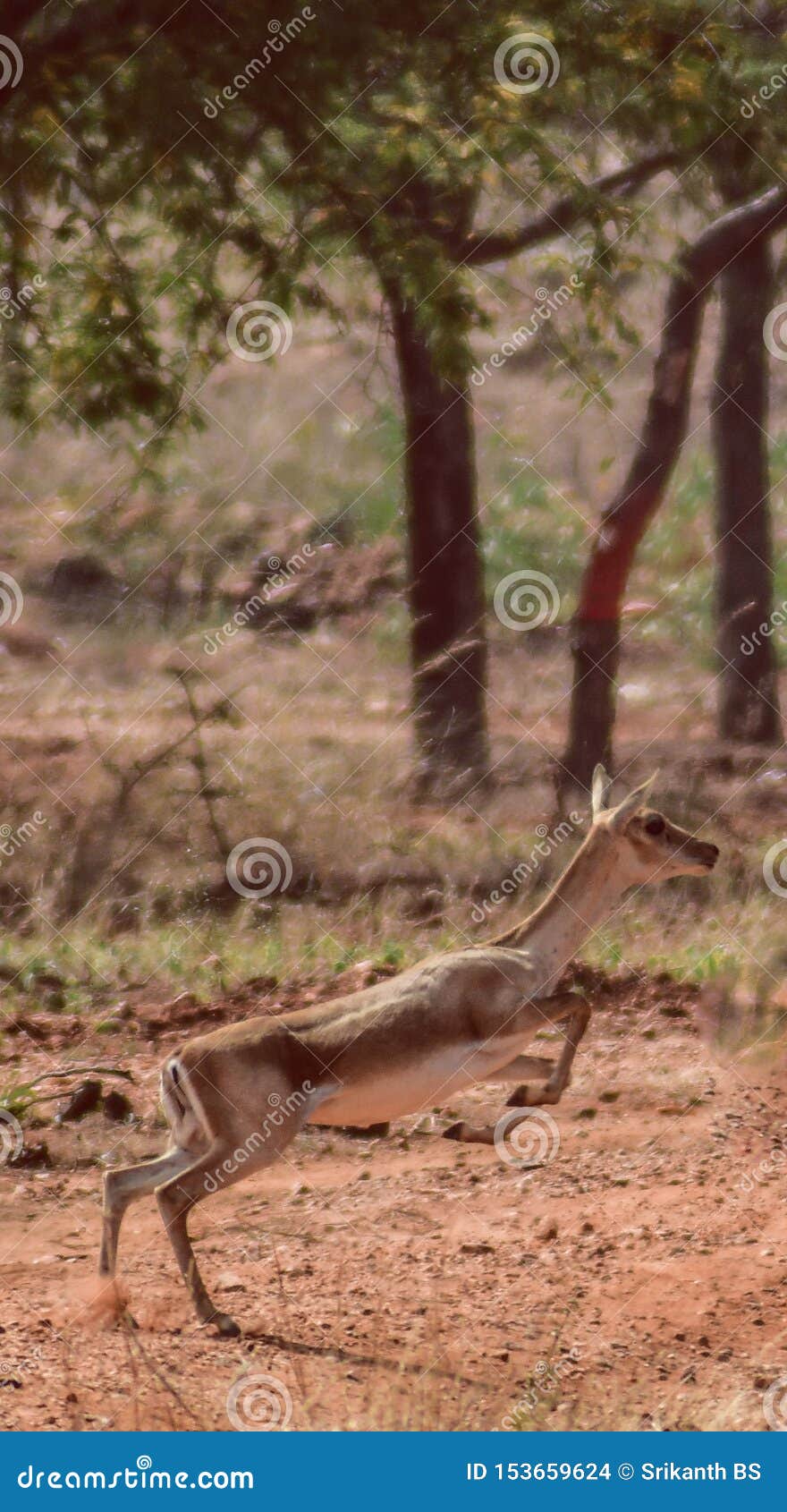 Black Buck- Fawn about To Leap Editorial Stock Image - Image of fawn ...