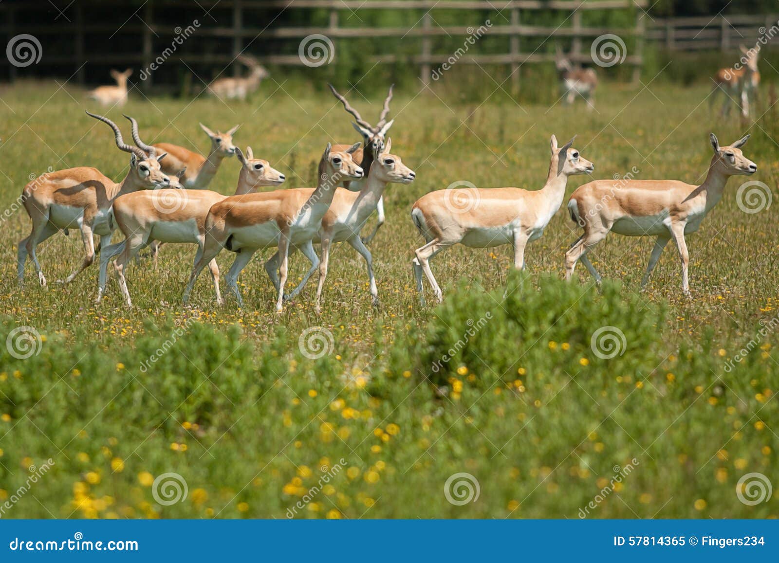 Black buck group stock image. Image of game, cervicpra - 57814365