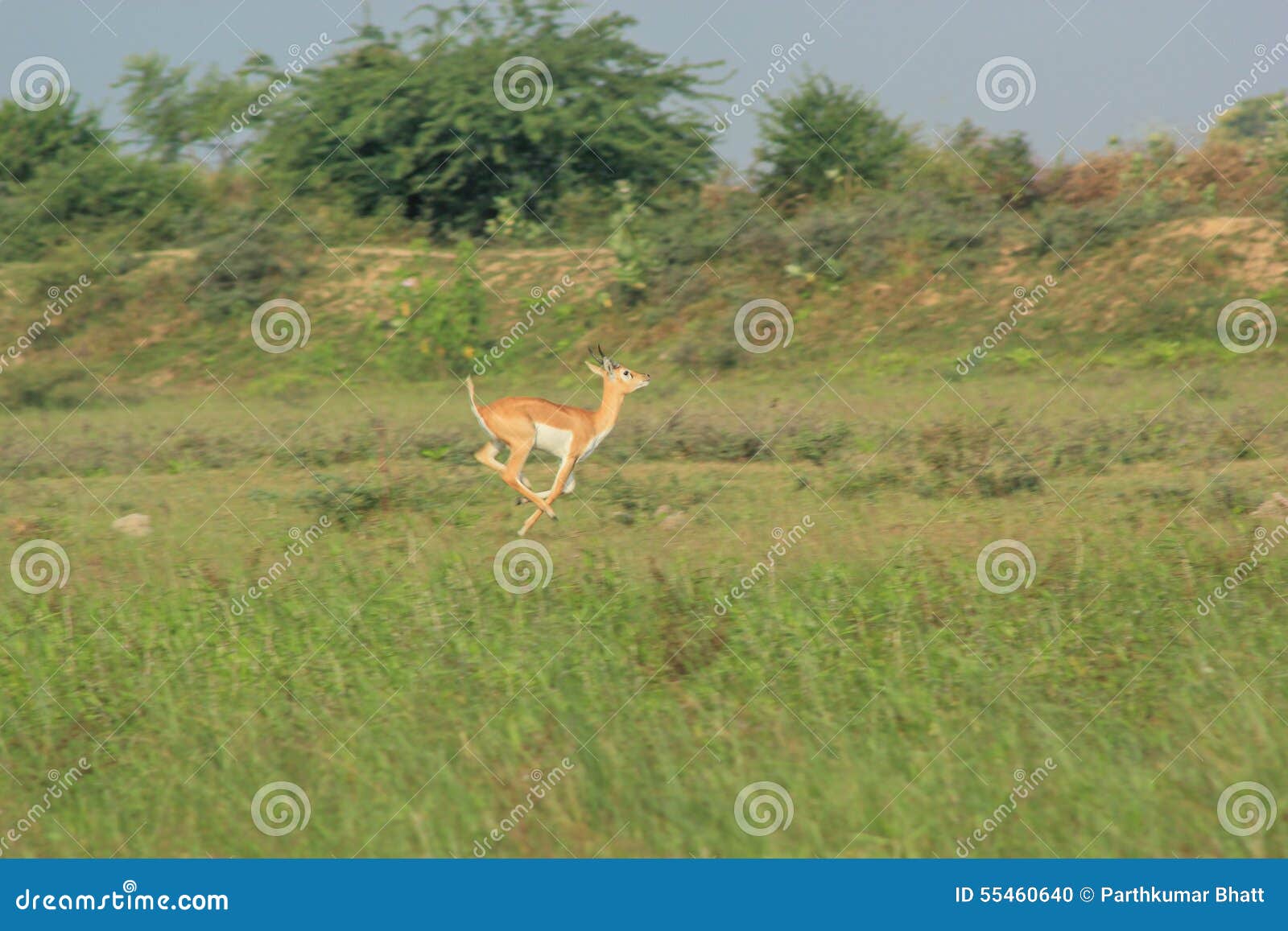 Black Buck Leaping in Meadows Stock Photo - Image of forest, yellow ...