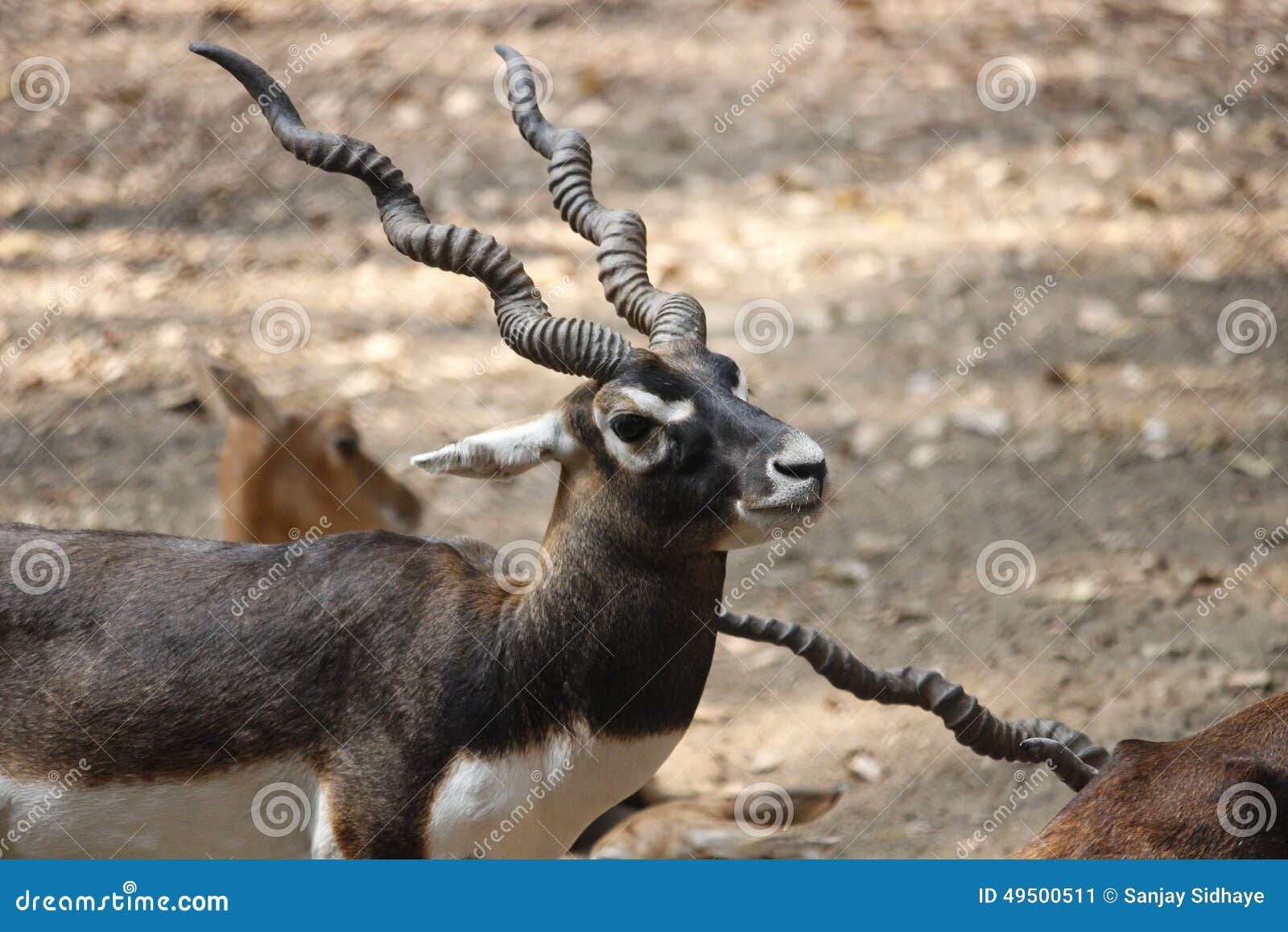 Black Buck stock image. Image of india, eyes, nose, nature - 49500511