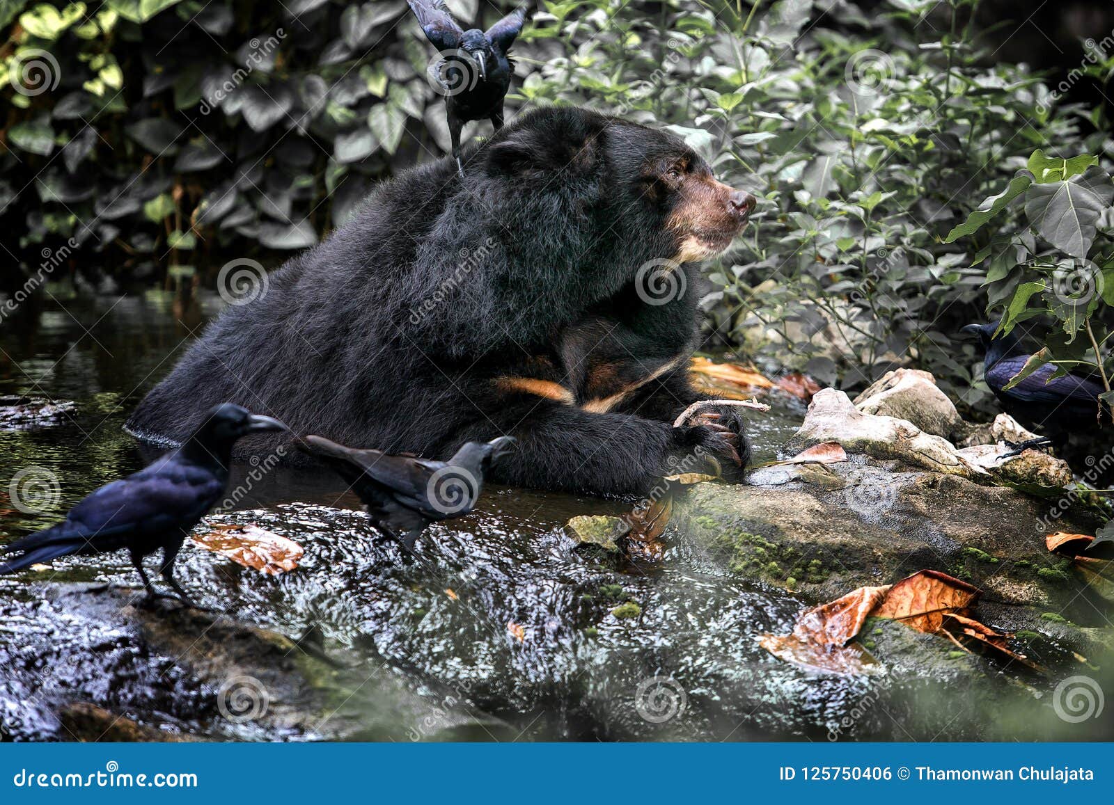 Black buffalo bear stock photo. Image of male, wild - 125750406