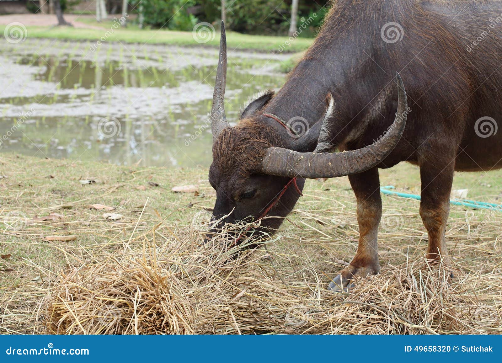 Black Buffalo Eating Food Stock Photo - Image: 49658320
