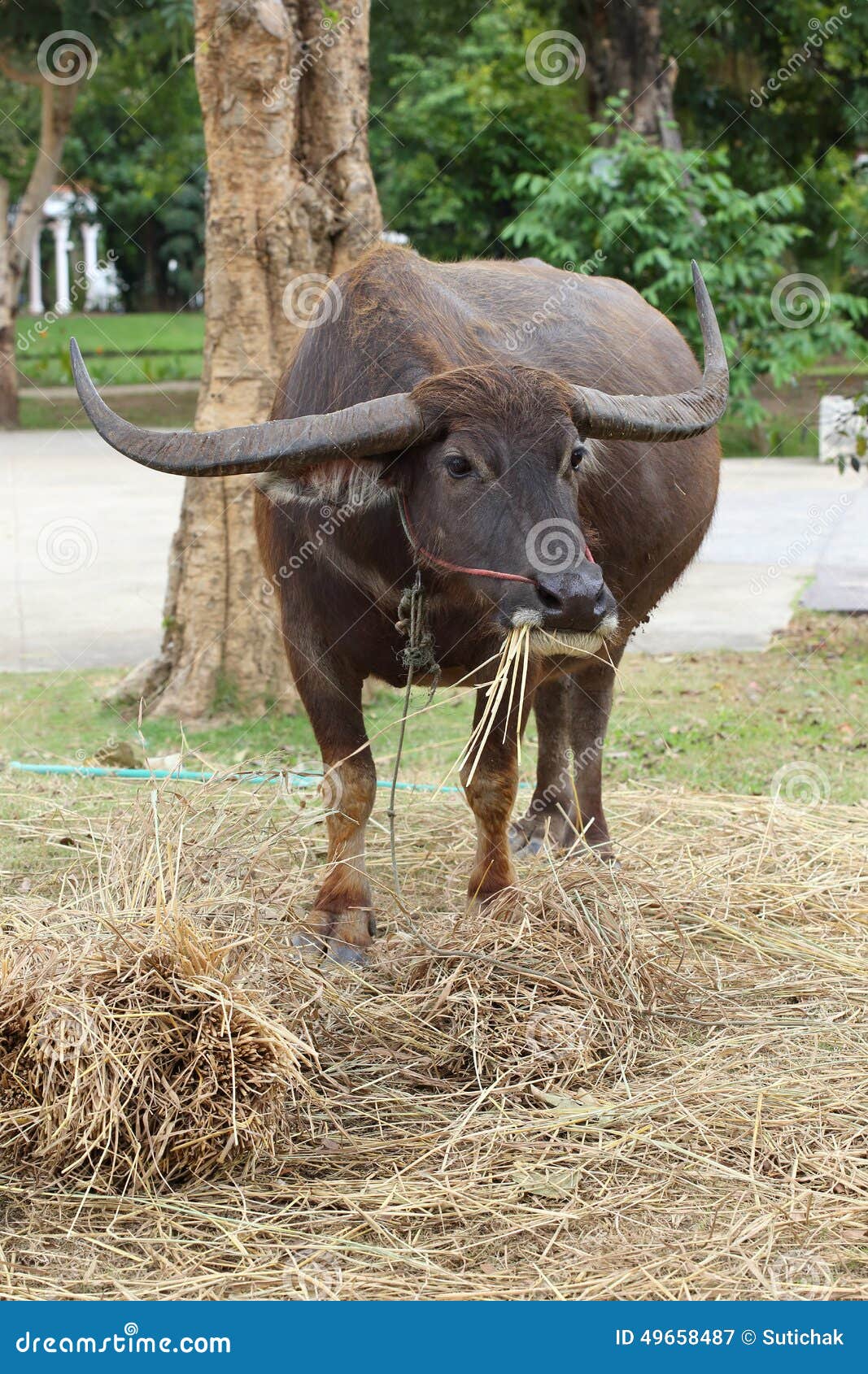 Black buffalo eating food stock image. Image of head - 49658487