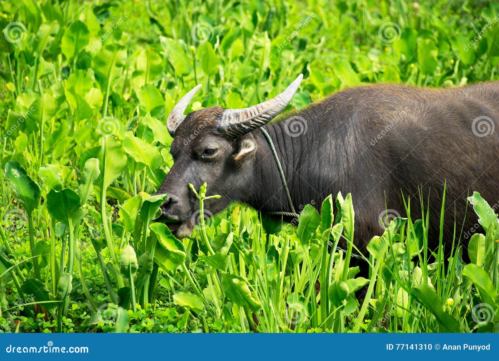 Black Buffalo Eating Green Leaf in River Stock Photo - Image of animal ...