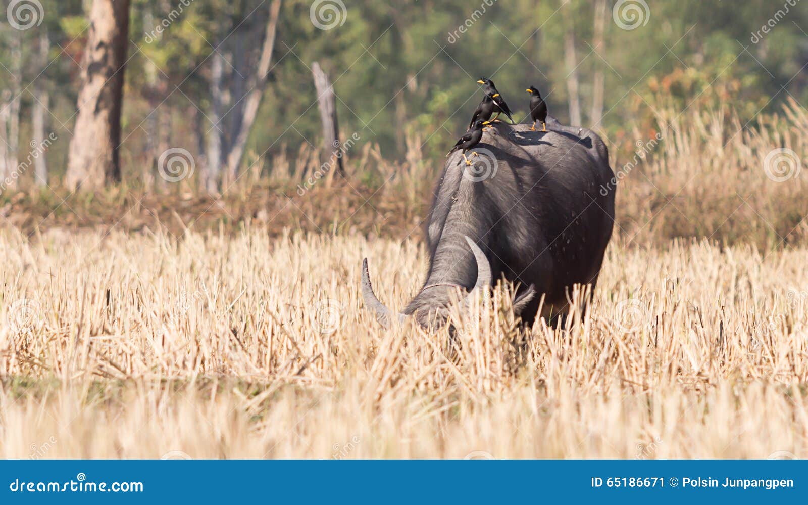 Black Buffalo with Four Birds Stock Image - Image of outdoor, birds ...
