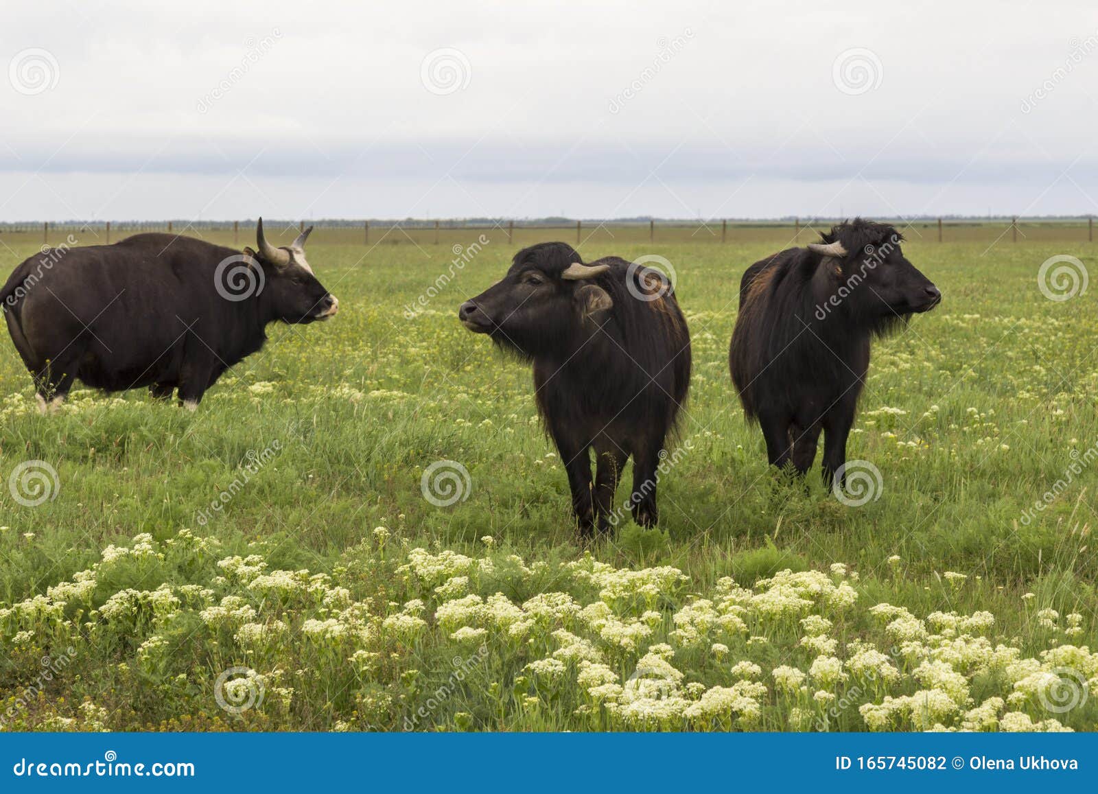 Black Buffalo Graze in the Spring Steppe Stock Photo - Image of buffalo ...