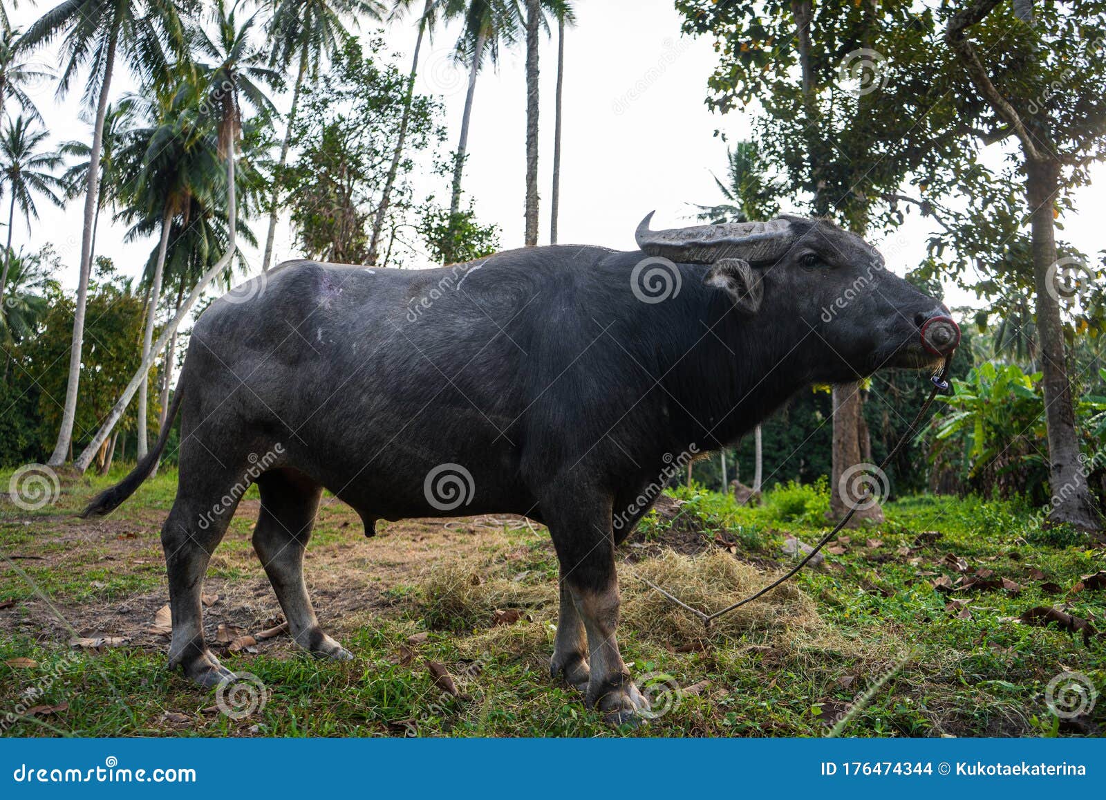Black Buffalo Grazes in a Meadow in the Tropical Jungle Stock Photo ...